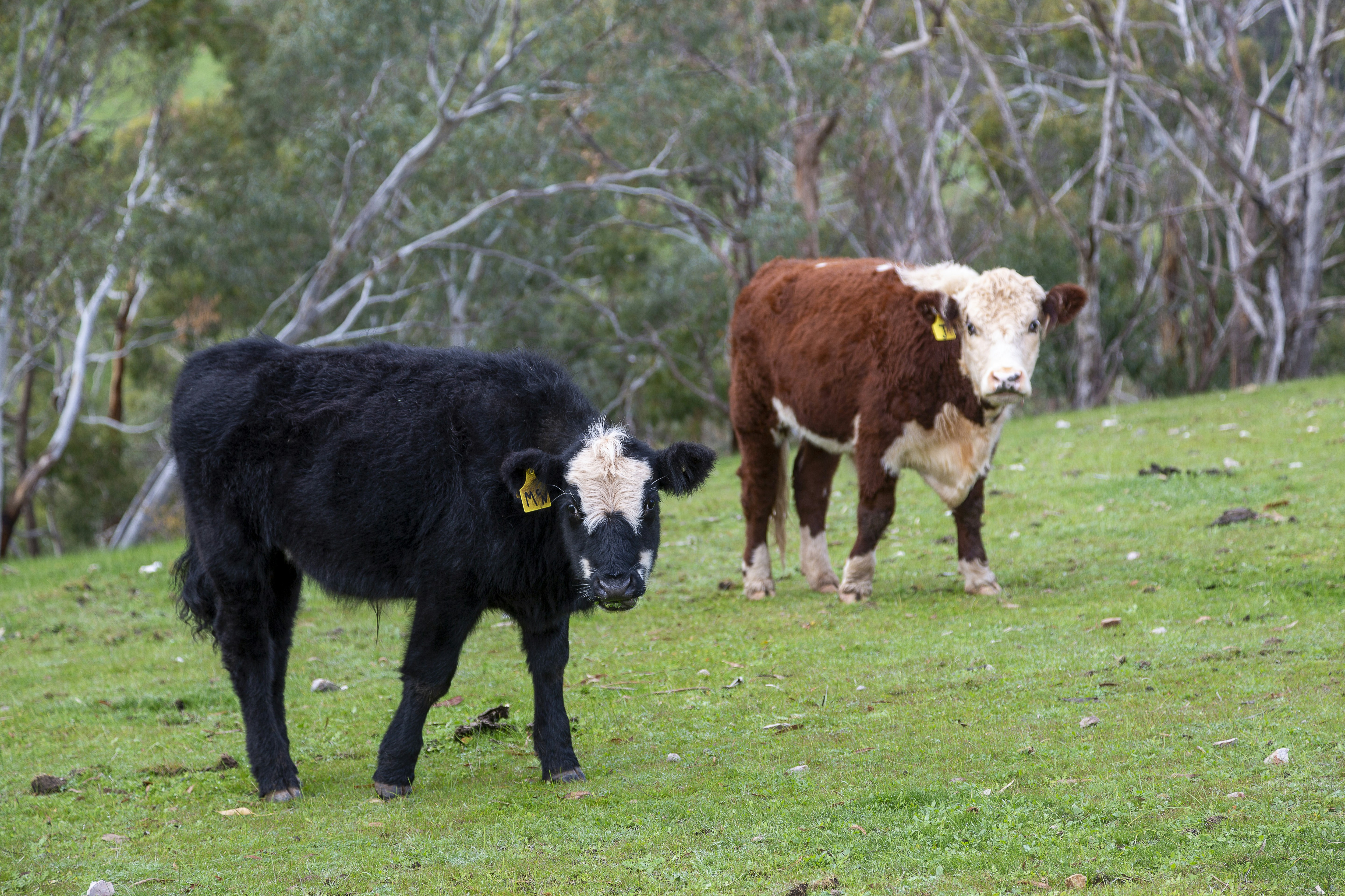 A couple of cows that are standing in the grass photo – Free Sa Image ...