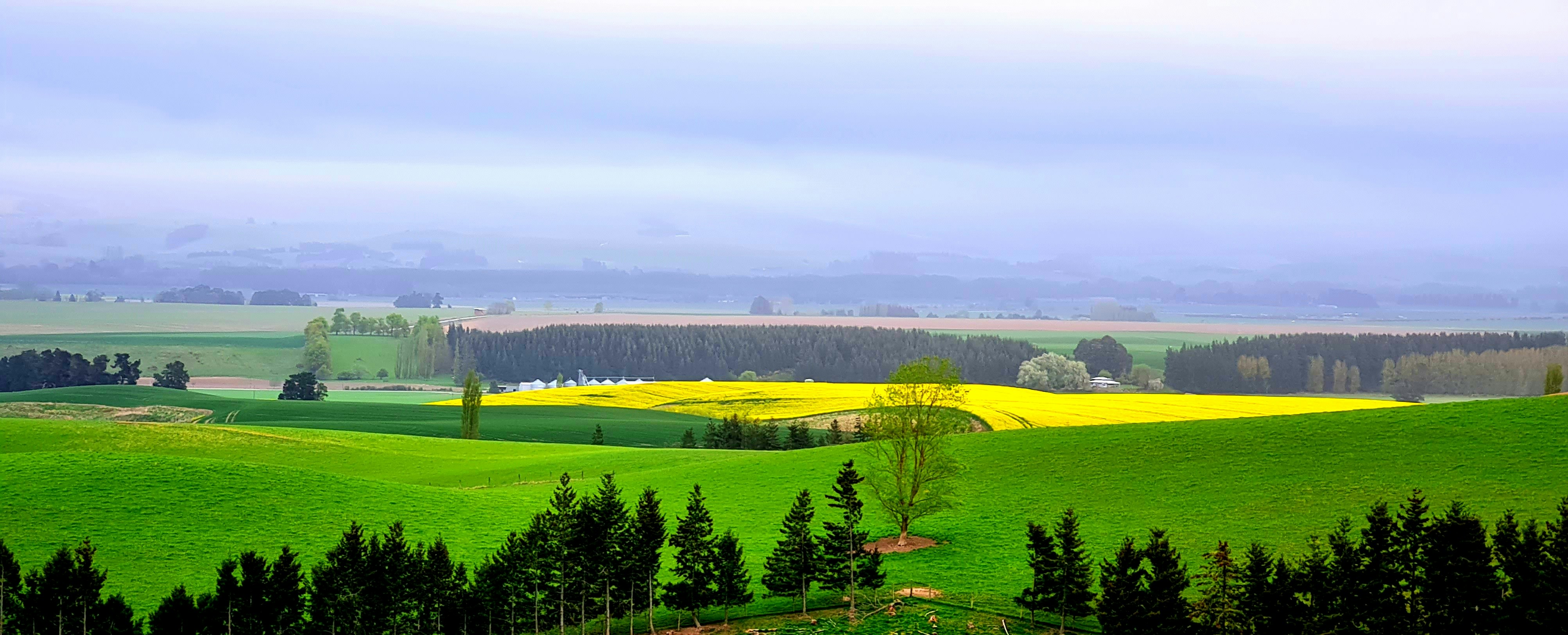 Patchwork Bloom: Canola Fields and Pine Foreground under a Pastel Prairie Sky