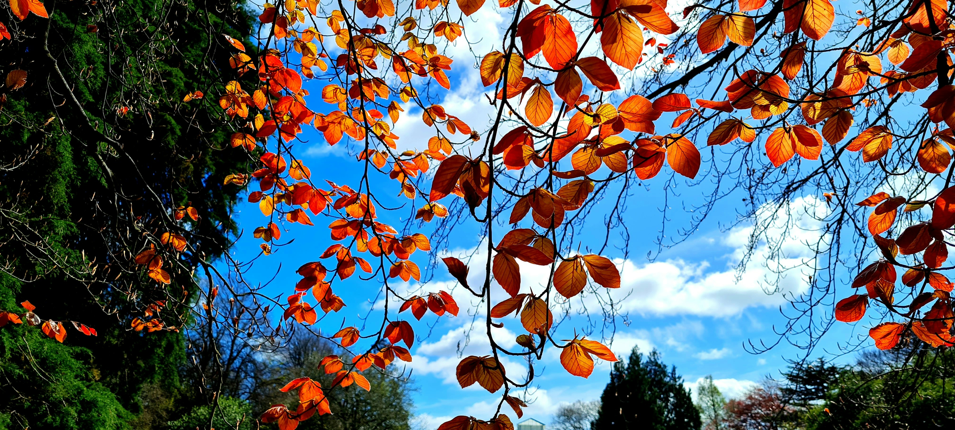 Autumn Canopy Against a Bright Sky