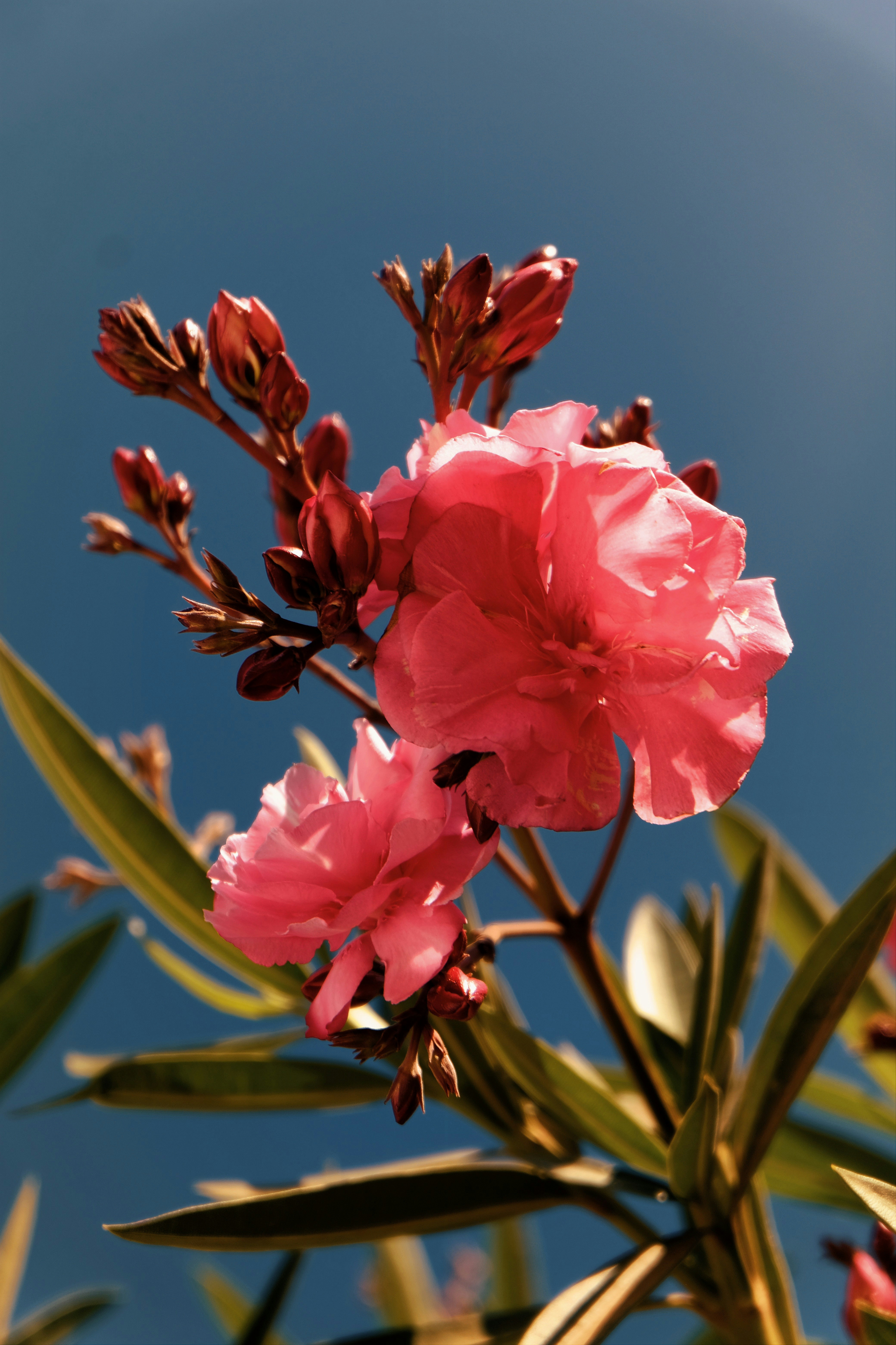 Sunlit Pink Oleander Blossom Against a Clear Blue Sky