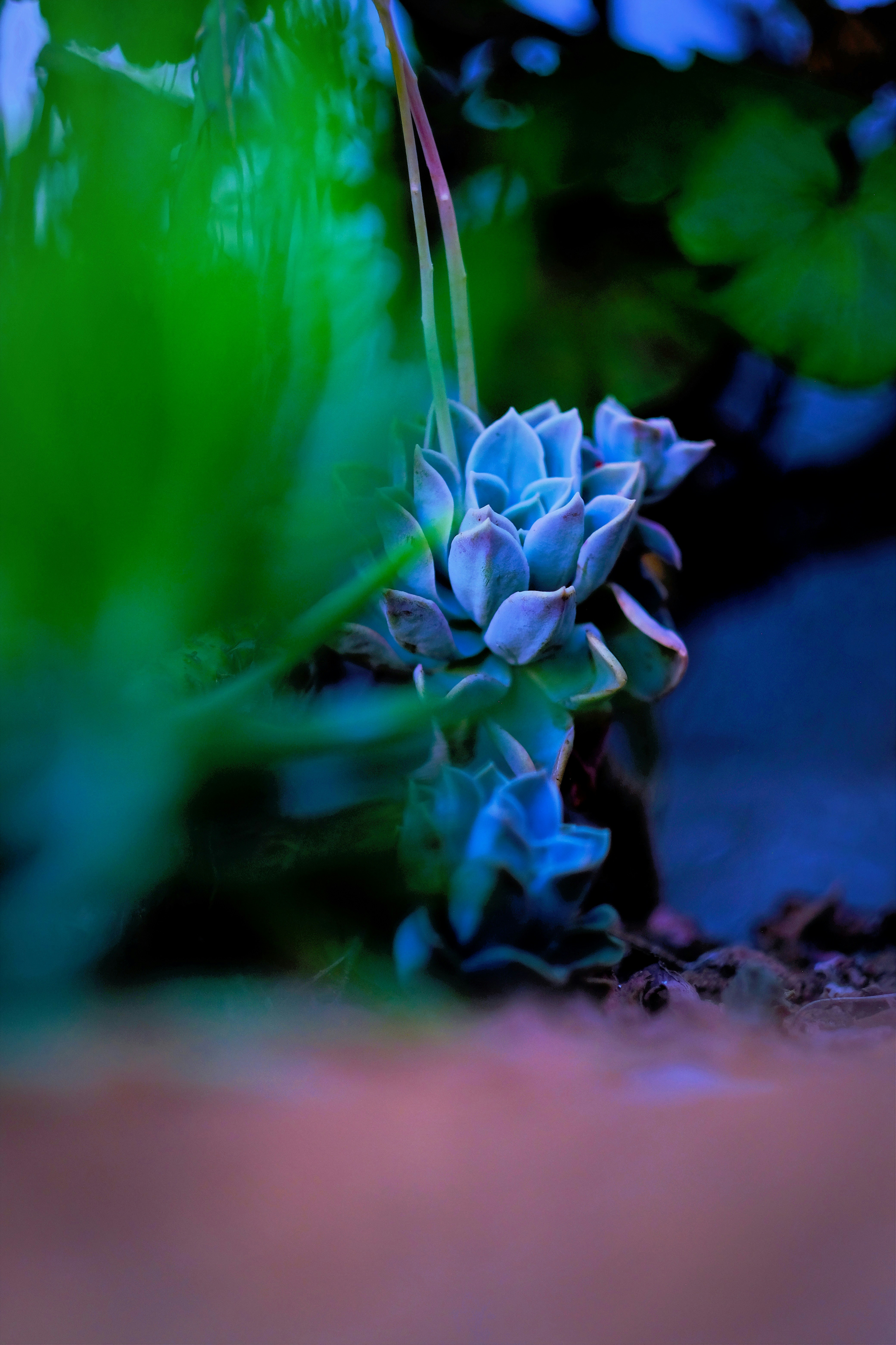 Blue-roofed Succulents Peek Through Midnight Foliage