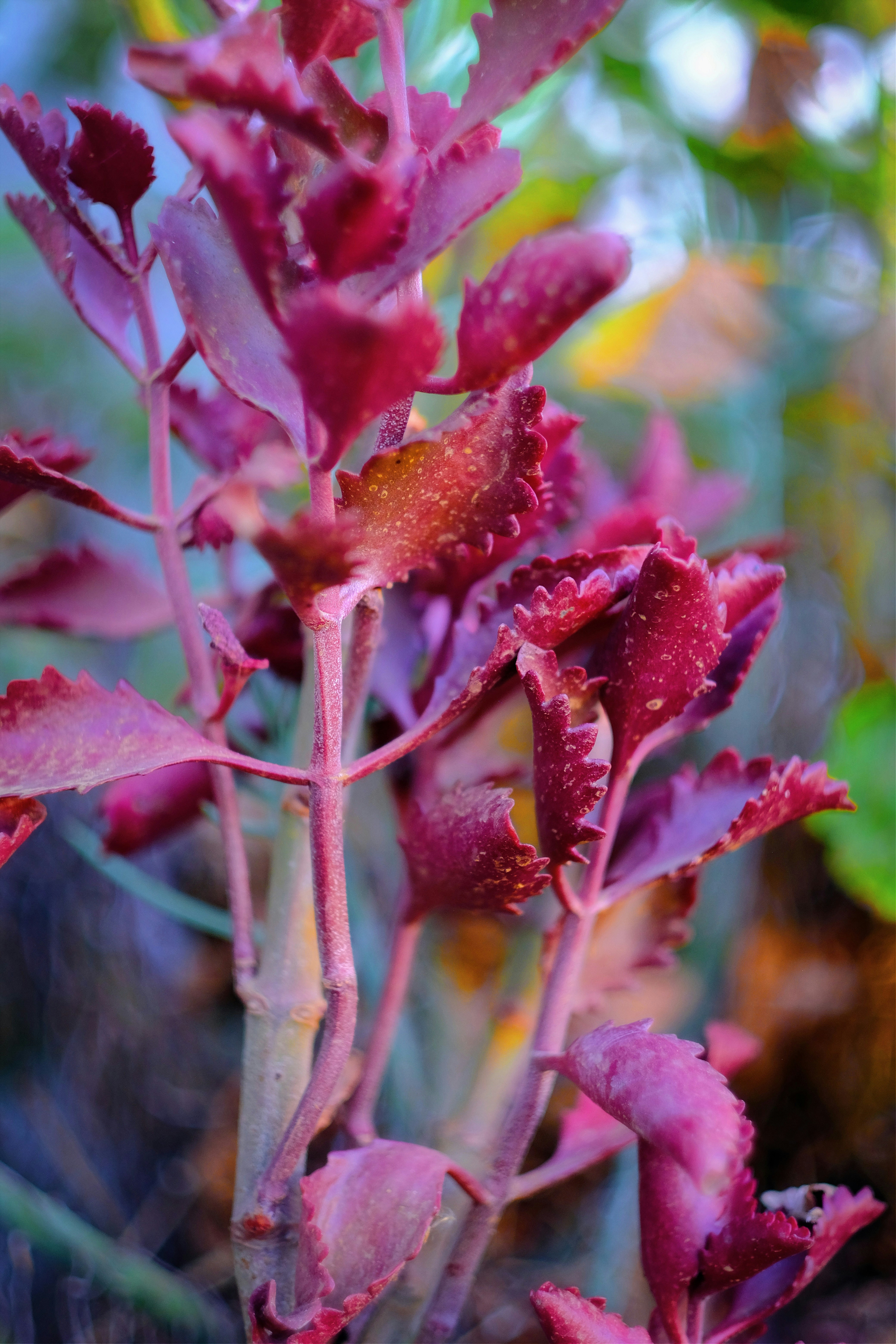 Crimson Leaves in Soft Focus: Close-Up of Winter-Hued Foliage