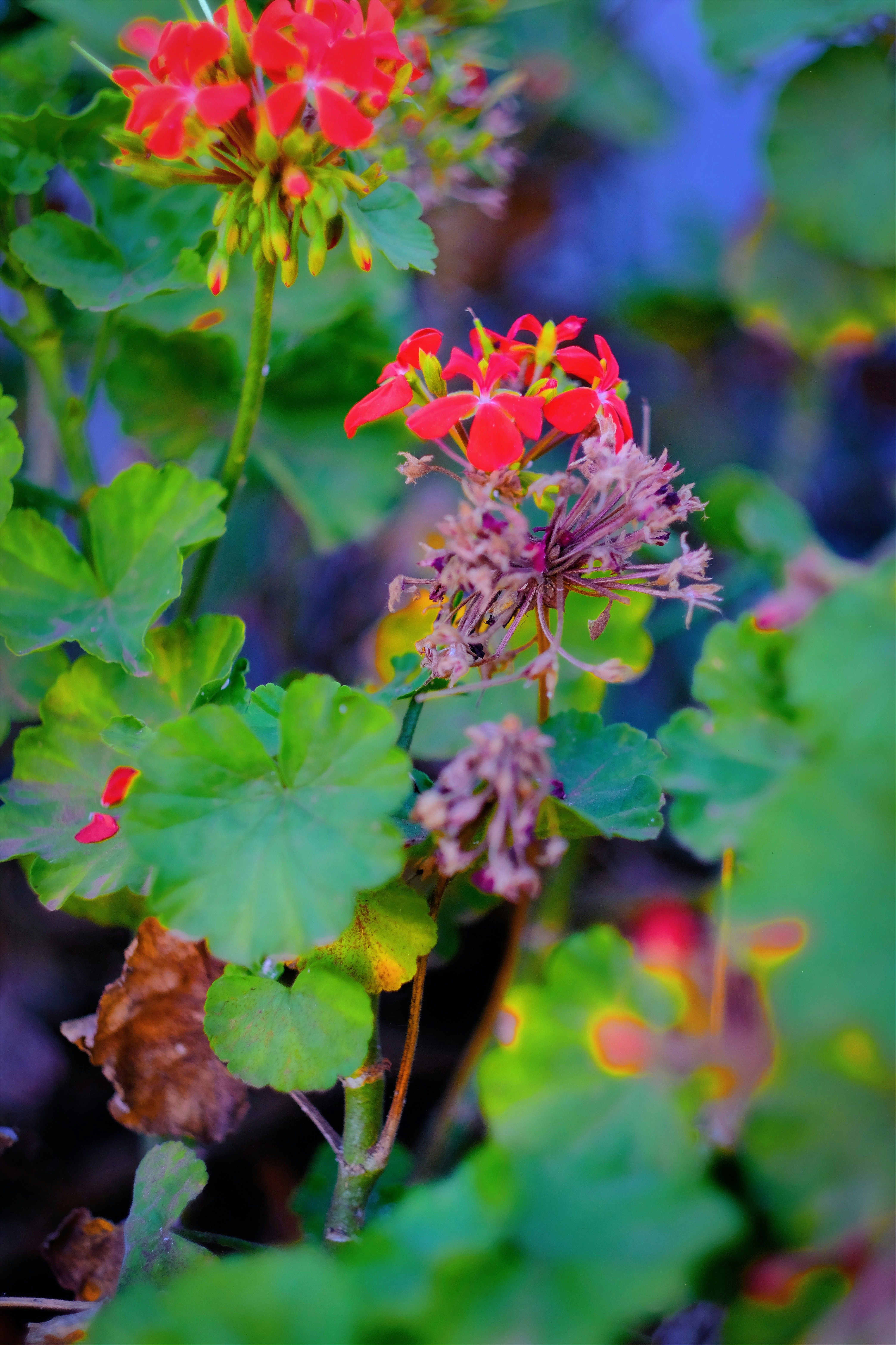 Crimson Clusters in Velvet Bokeh: A Macro Portrait of Geraniums