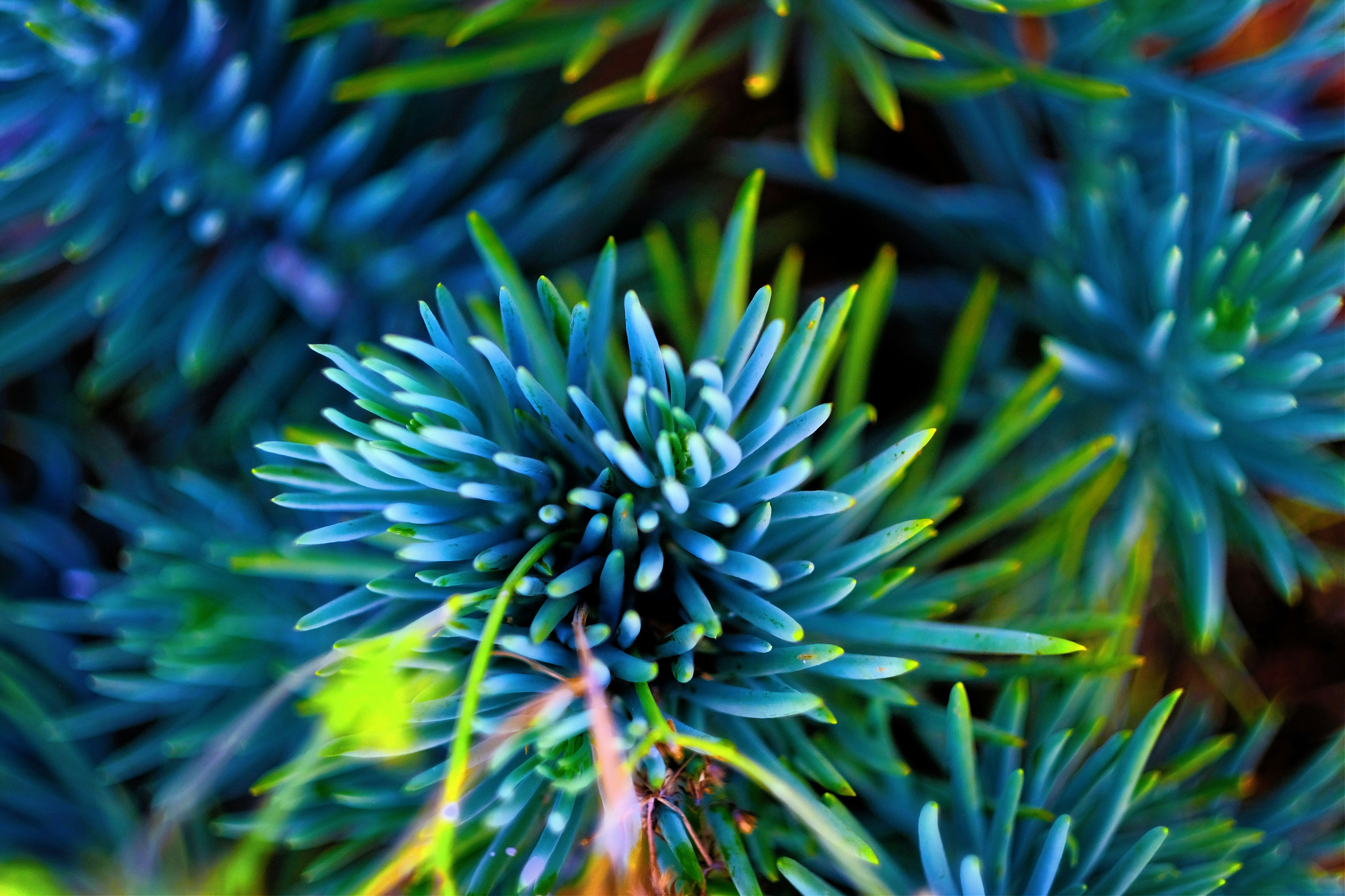 Cerulean Needle Garden: Macro Portrait of Blue-Green Succulents