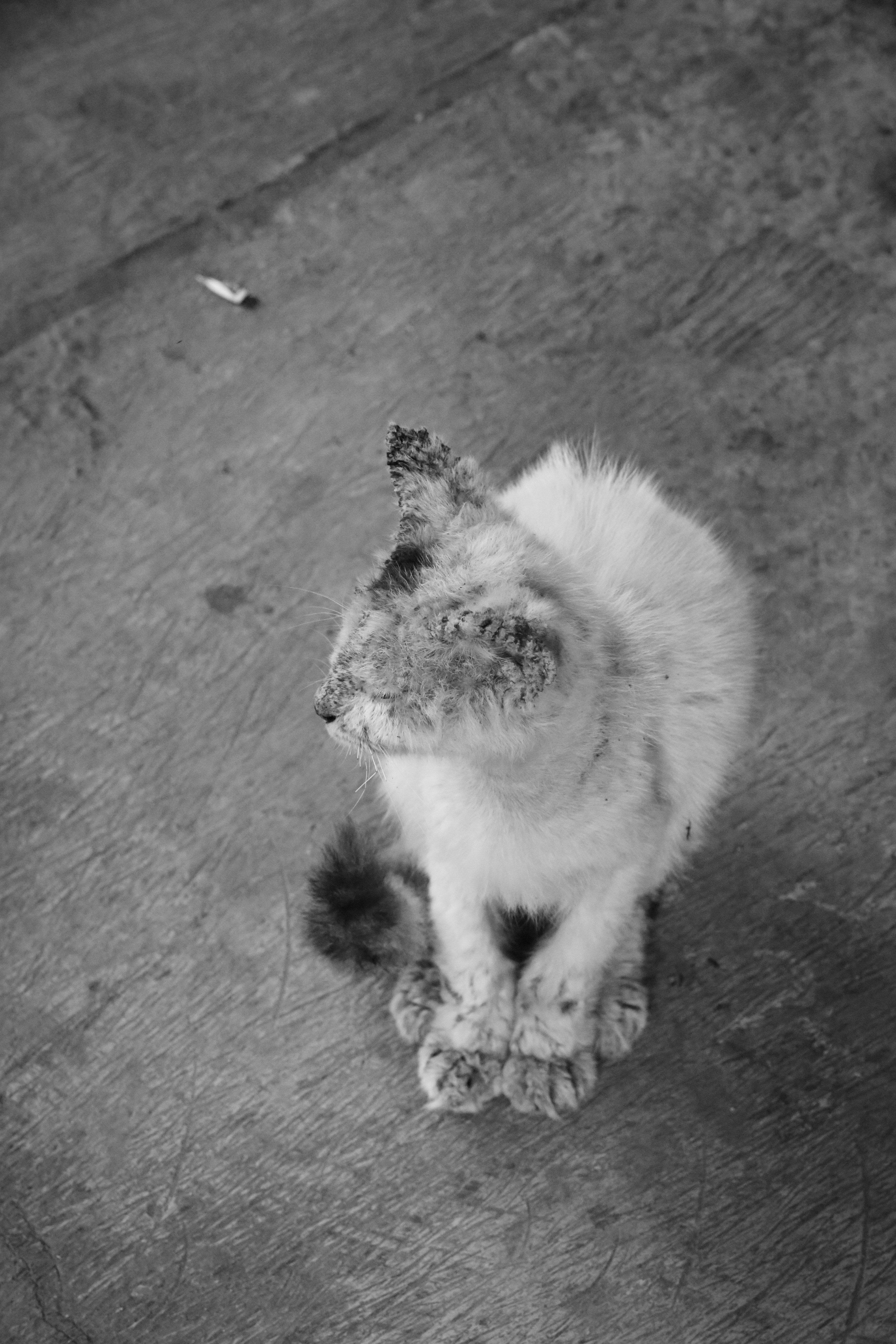 Dusty pawed stillness: a contemplative stray kitten on concrete