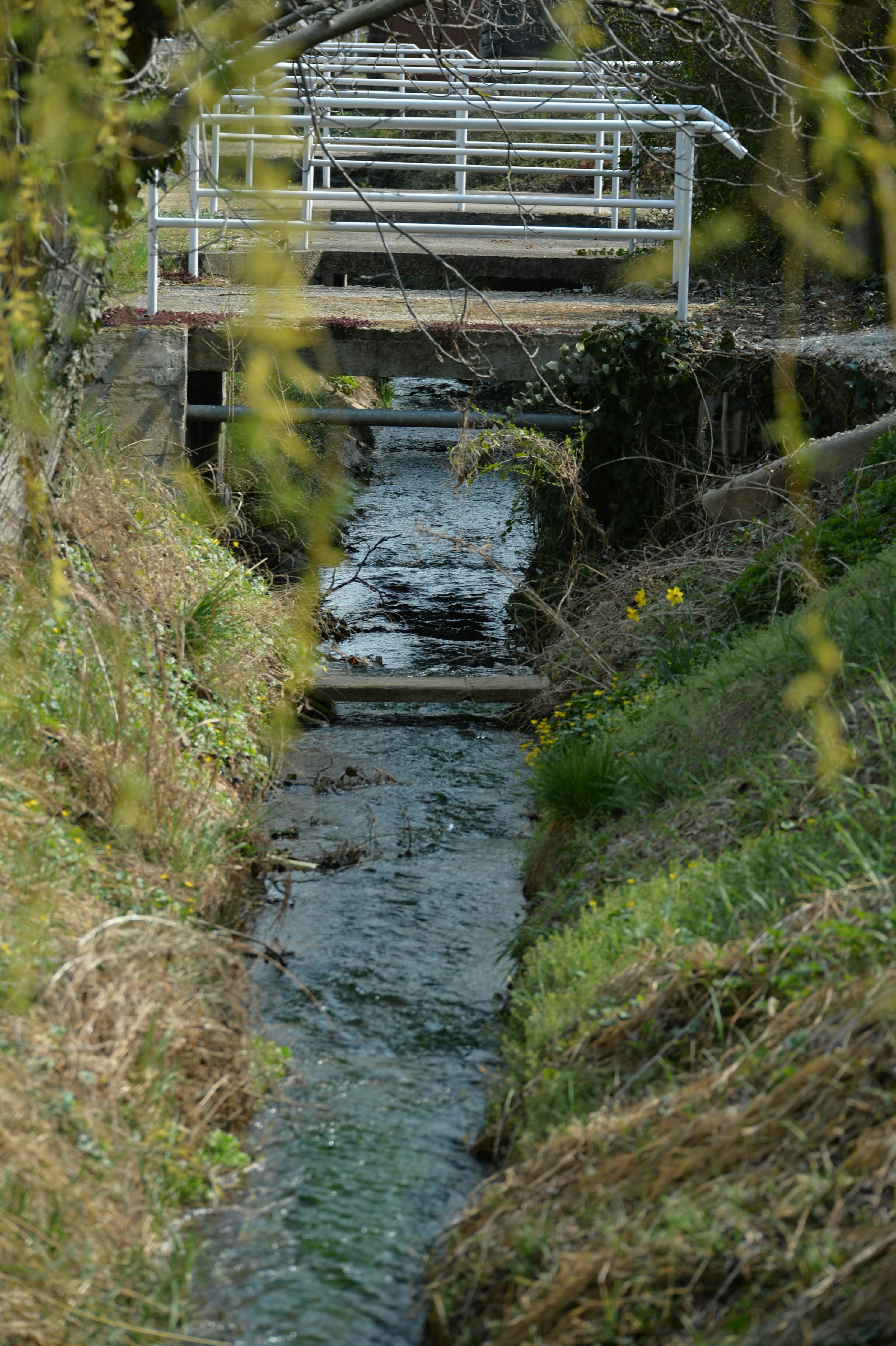 A small bridge over a small stream in the woods photo – Free Csopak ...