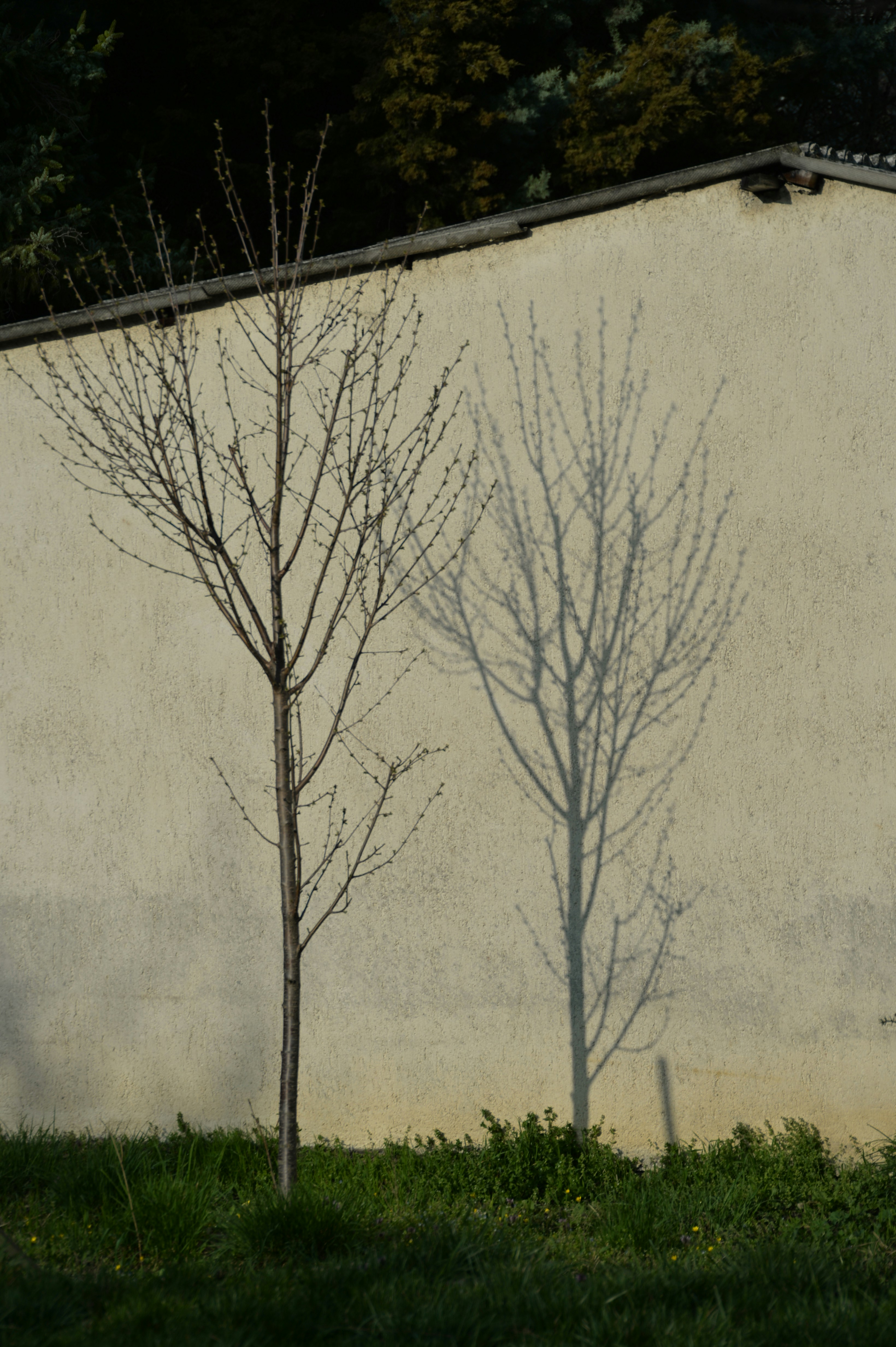 A tree casting a shadow on a wall photo – Free Land Image on Unsplash