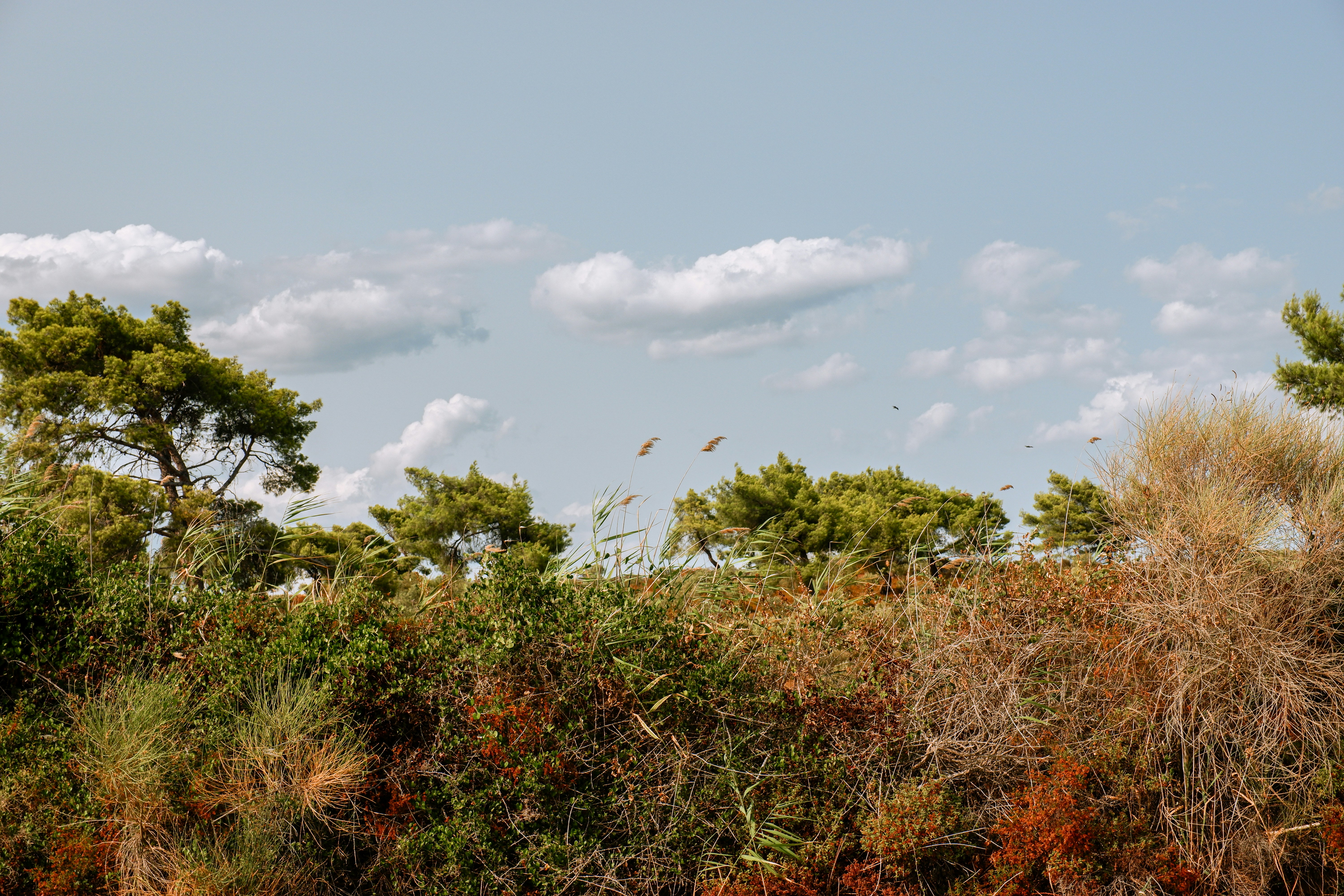 Flight Above the Quiet Scrub: Birds Tracing a Sunlit Horizon