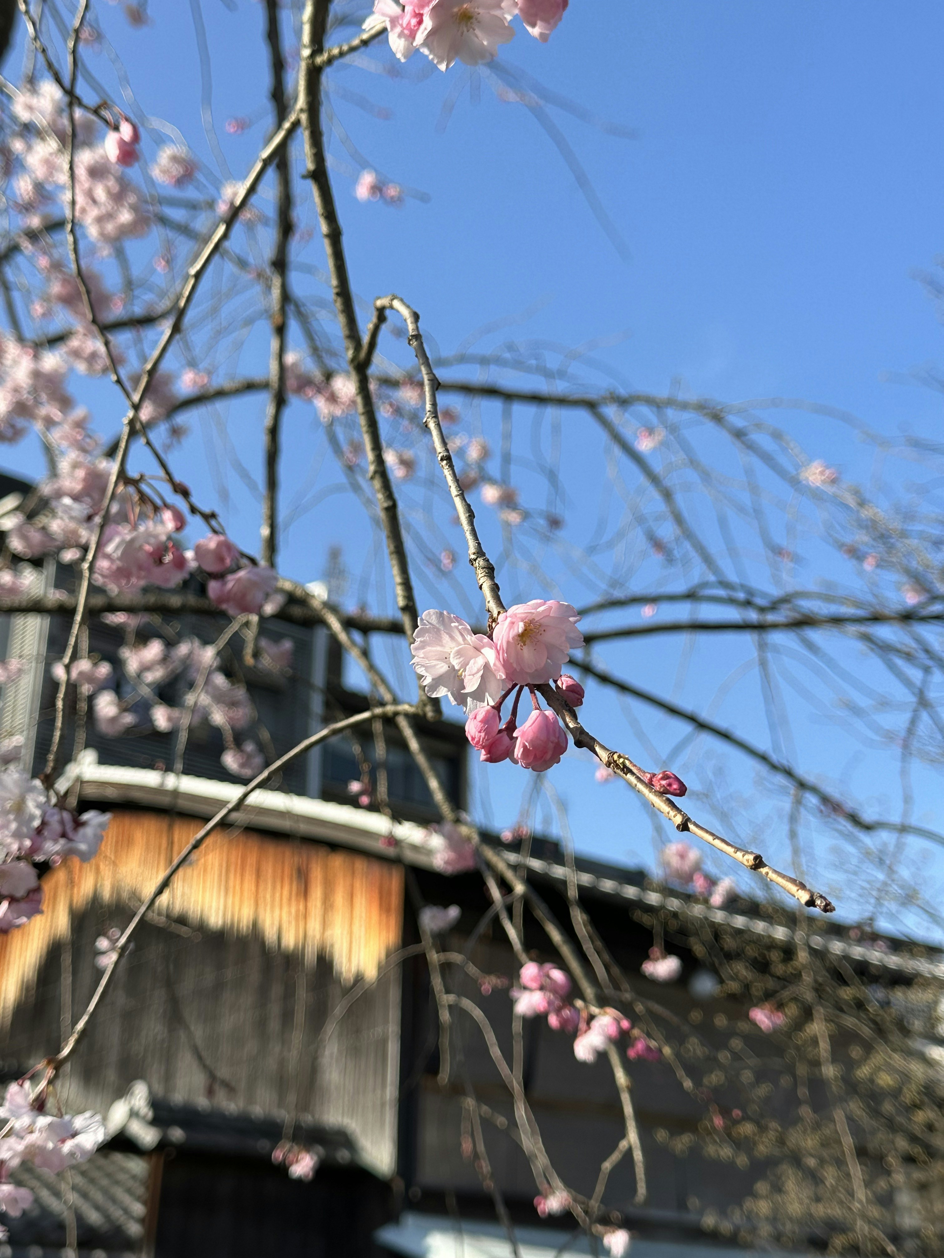 Whispers of Spring: Cherry Blossoms in Bloom