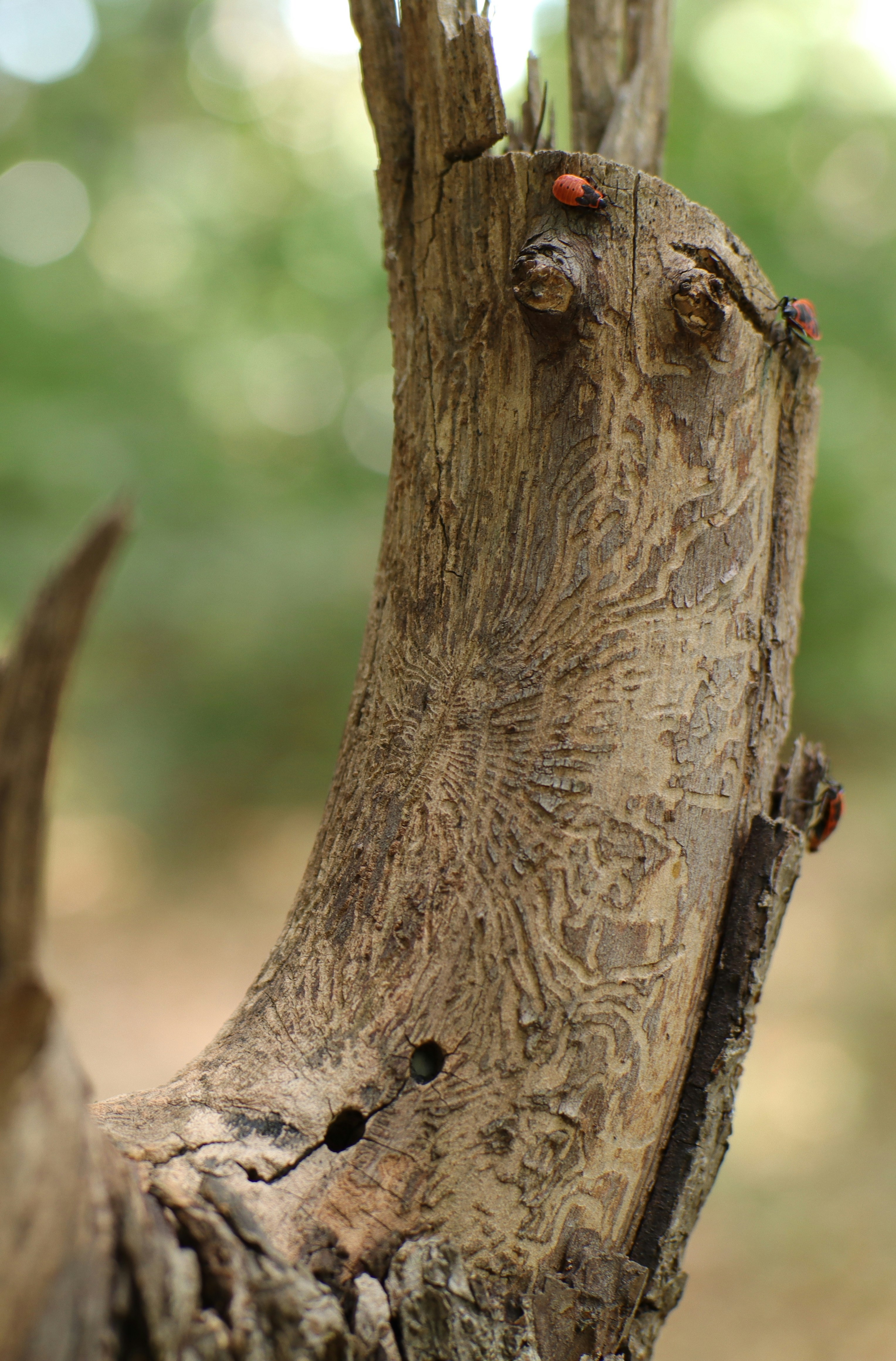 Red Dwellers on Weathered Wood: A Macro Portrait of Texture and Life