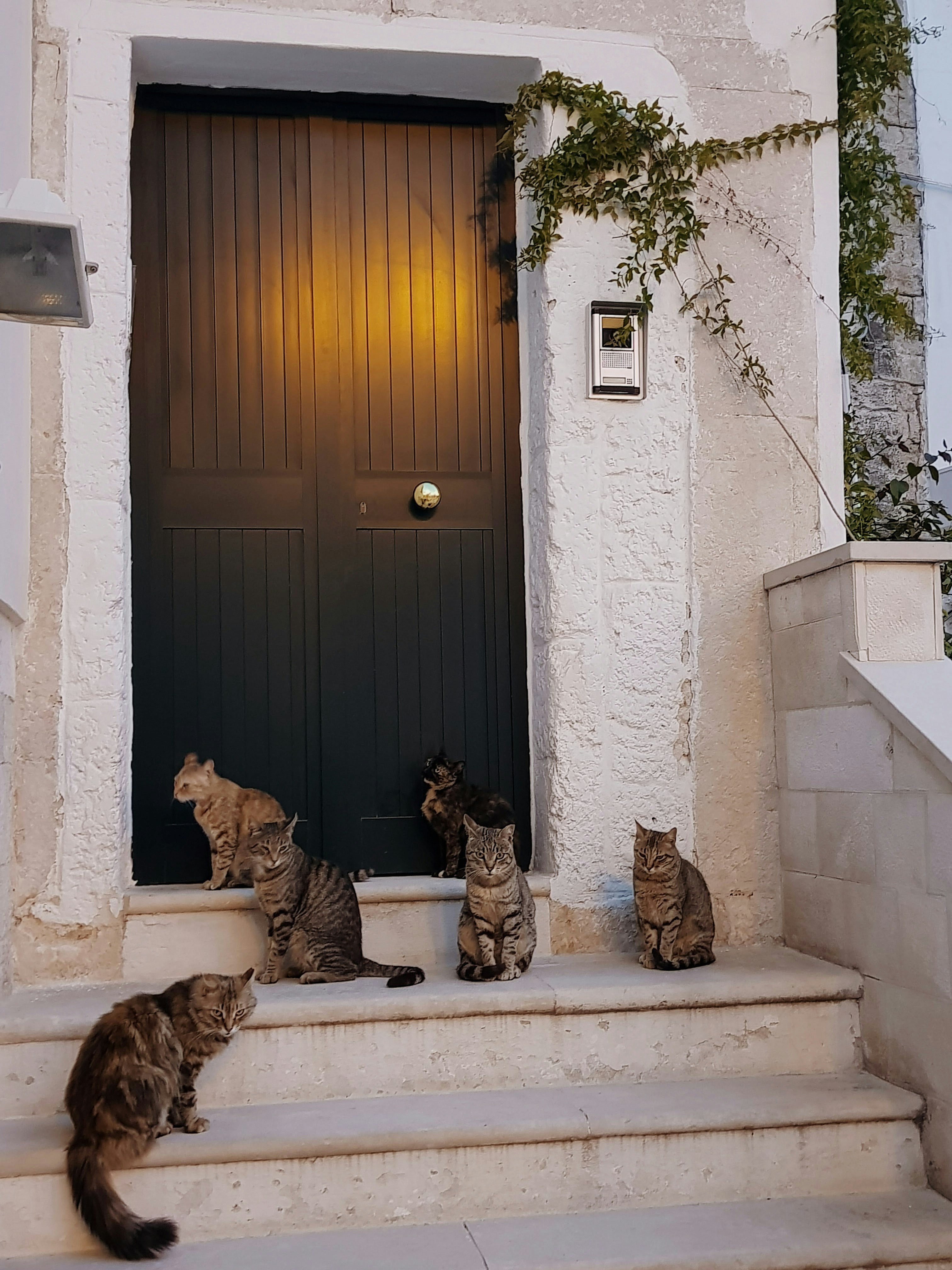 Five Cats on a Stone Staircase Beneath a Golden Door Glow