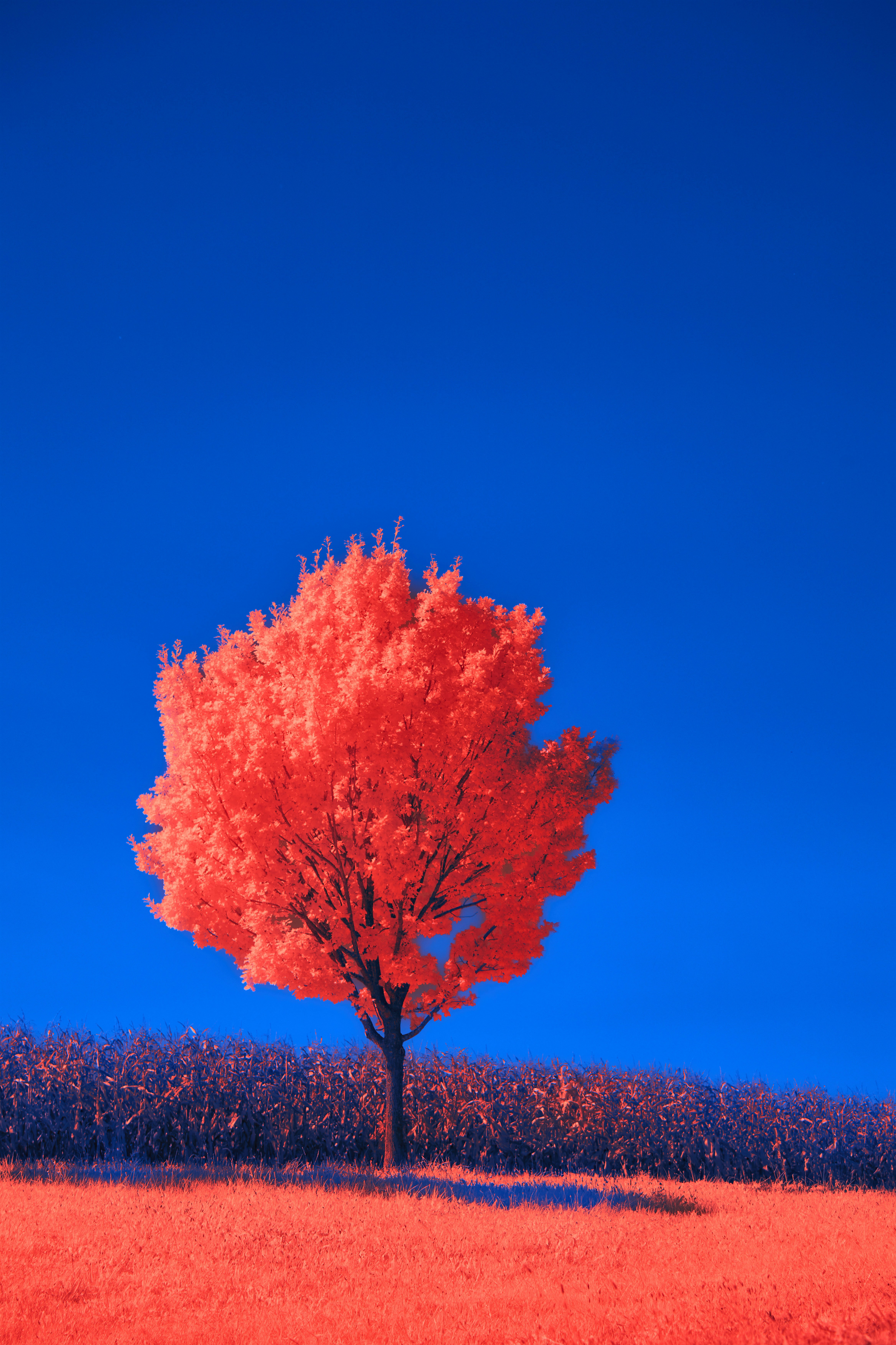 Un arbre rouge au milieu d’un champ photo – Image gratuite de Arbre sur ...