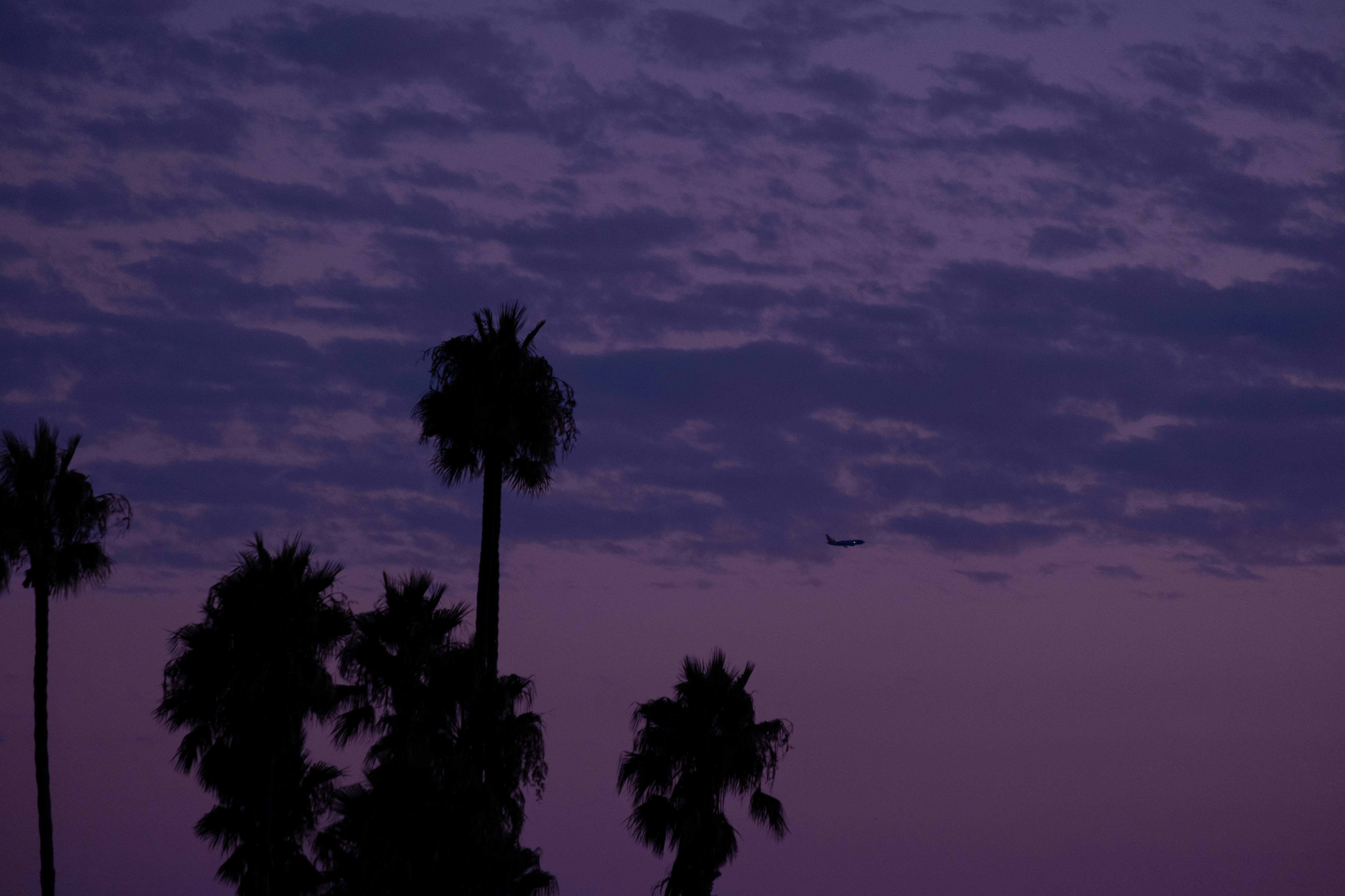 Dusk Plane Over Velvet Palms: A Purple Silhouette Scene
