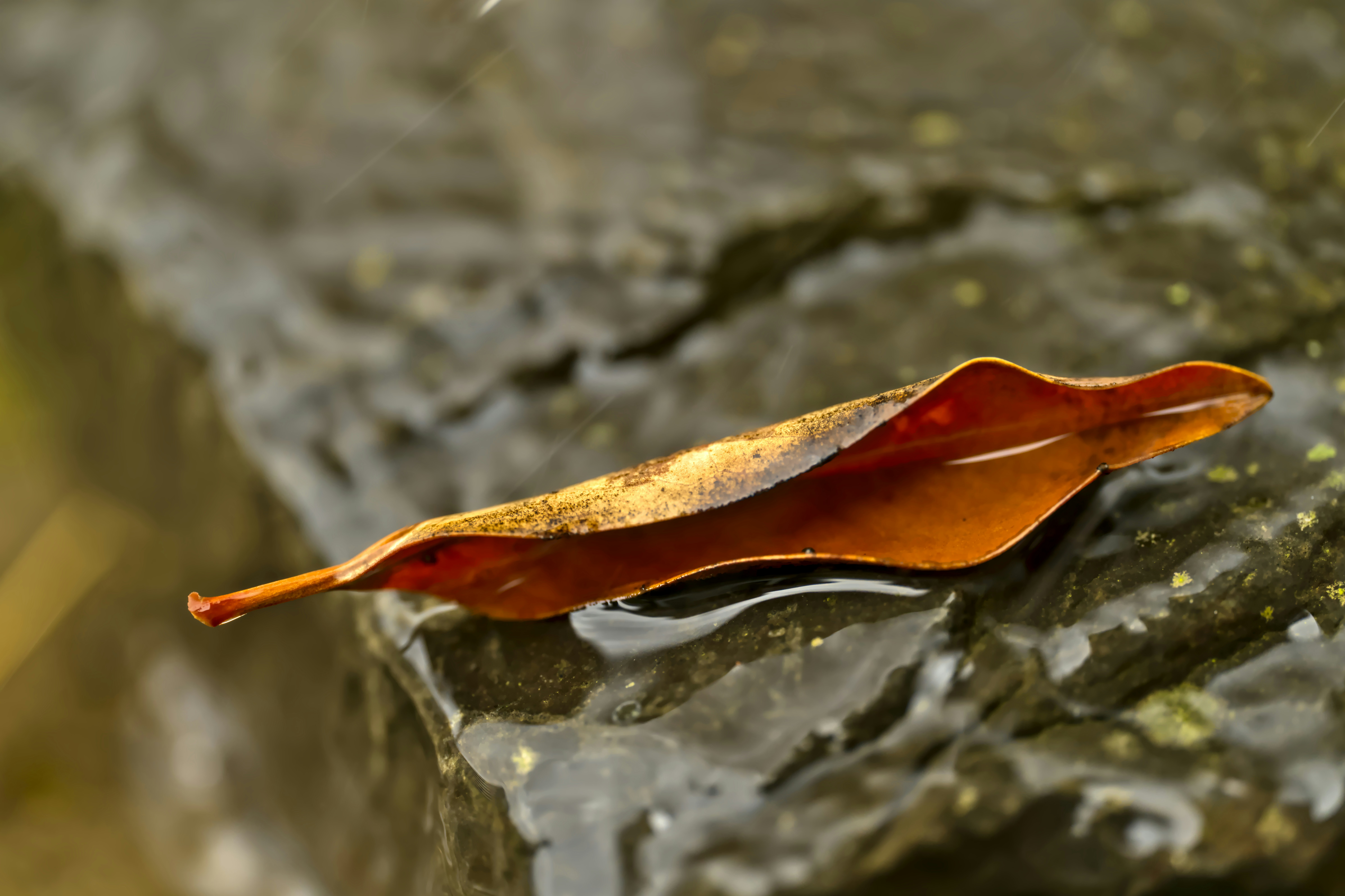 Rust-Orange Leaf Adrift on a Weathered Stone