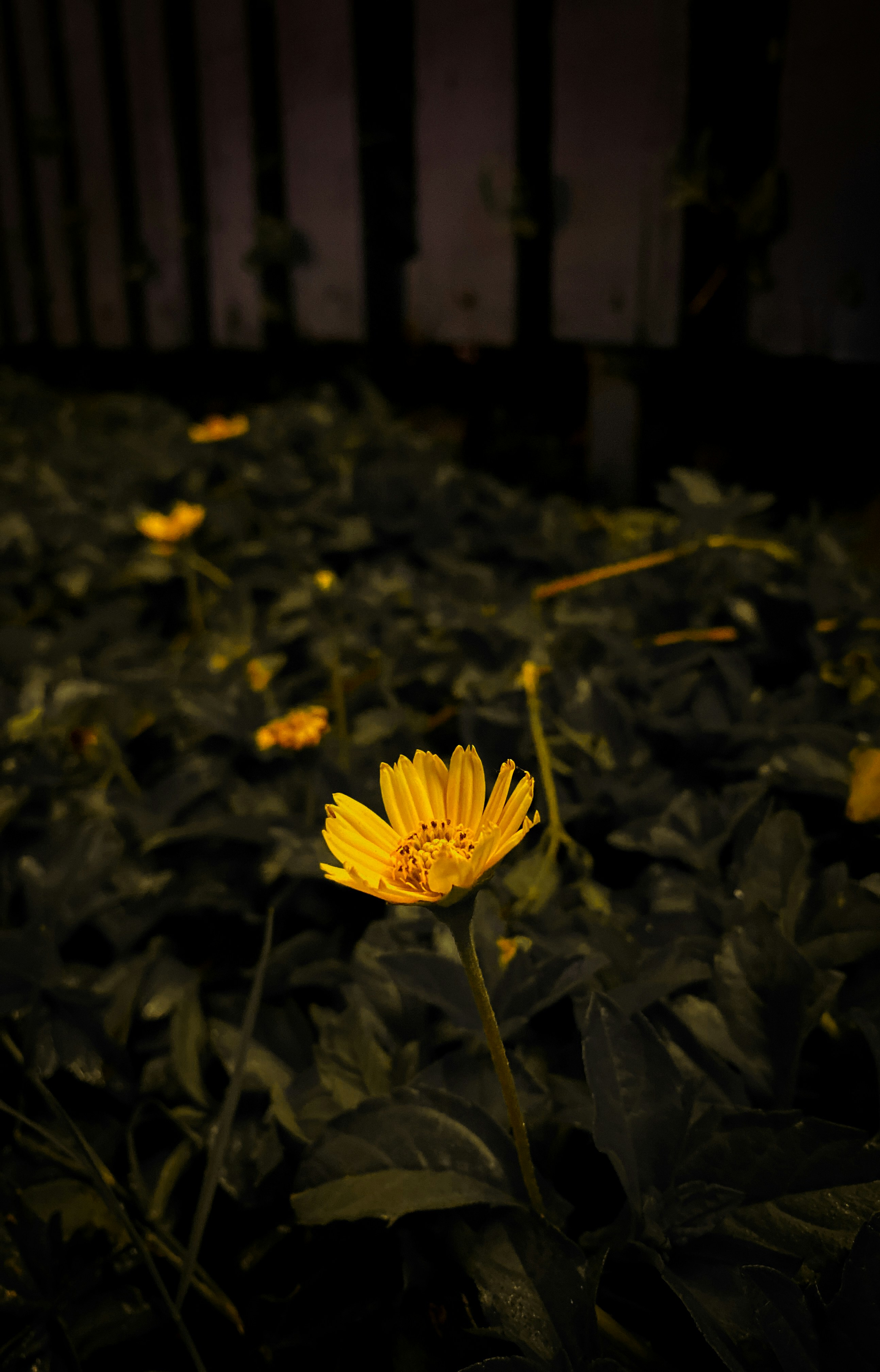 Amber Blossom Illuminated in a Shadowed Night Garden