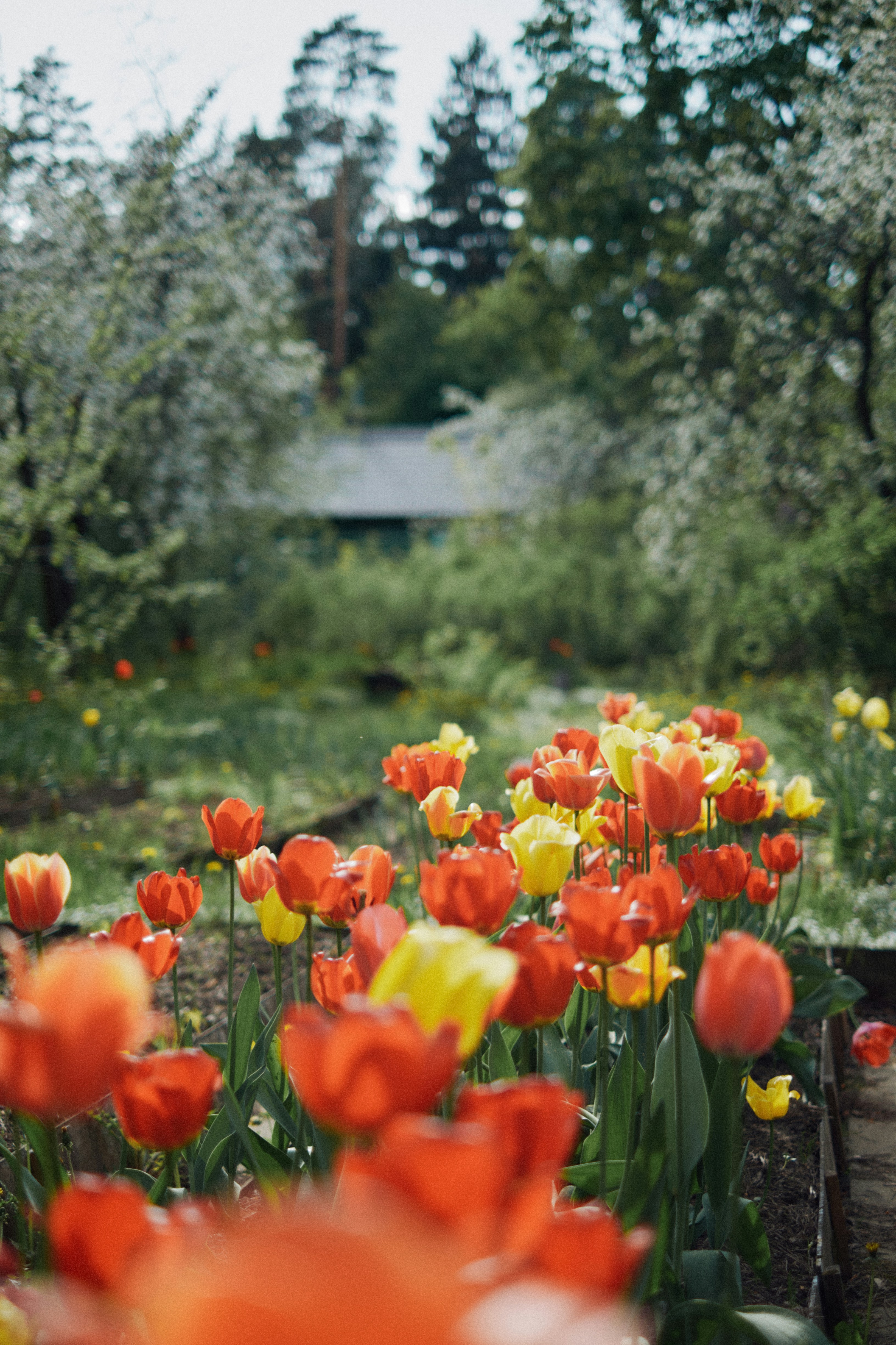 Front Row of Tulips in Bloom under a Quiet Garden Canopy