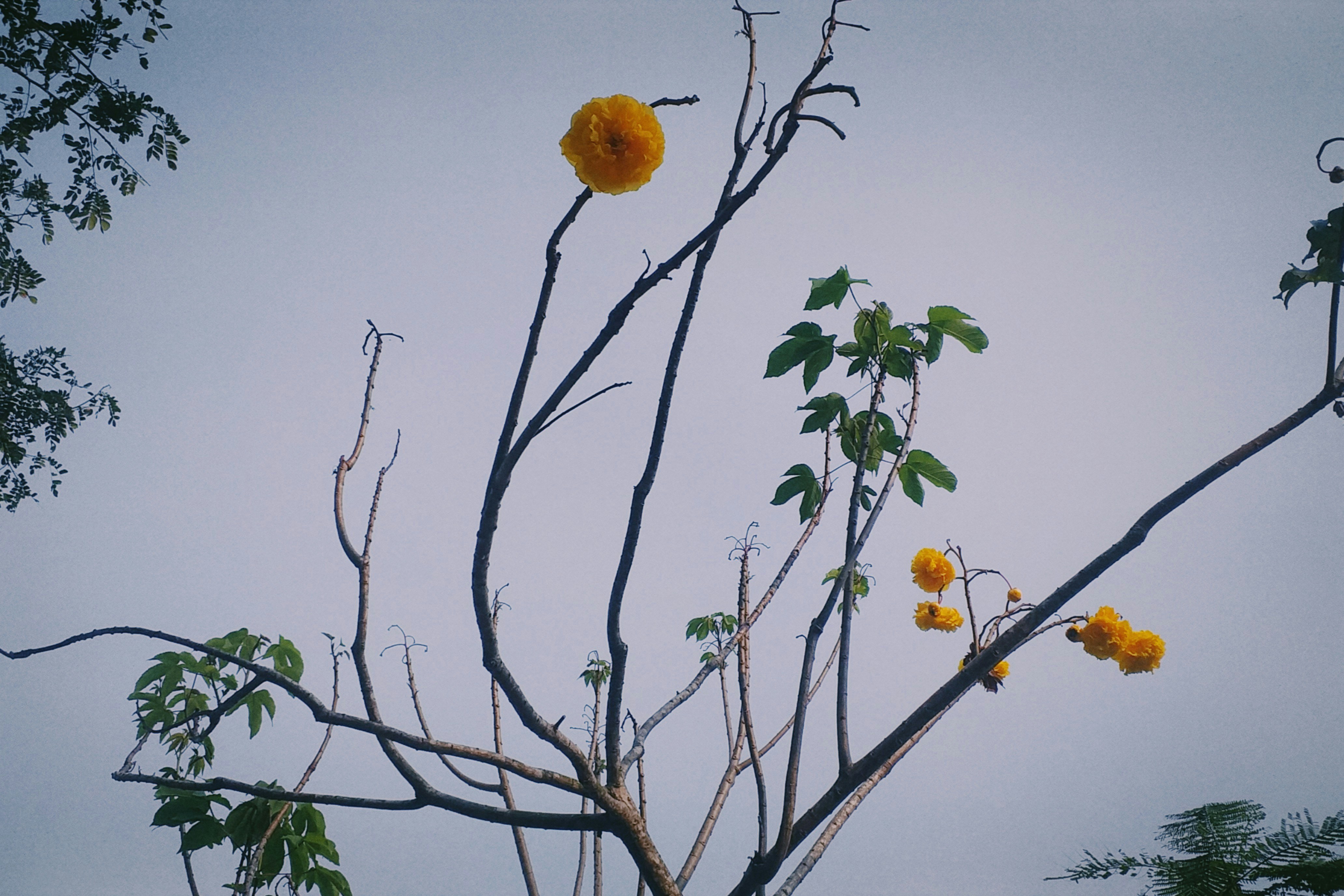 Photograph of a bright yellow bloom perched on bare, leafless branches against a pale blue sky.