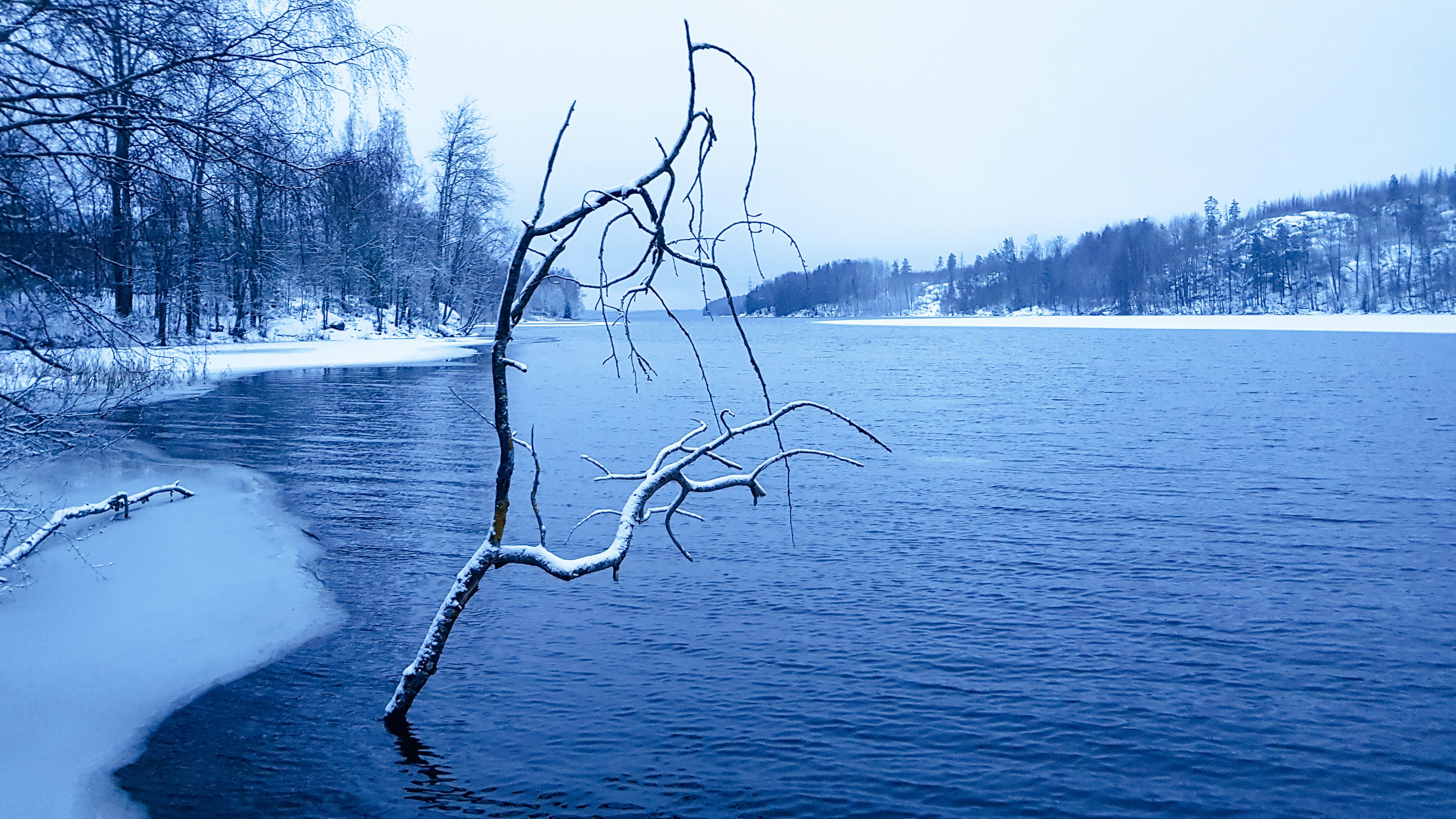 A tree branch sticking out of a body of water photo – Free Blue Image ...