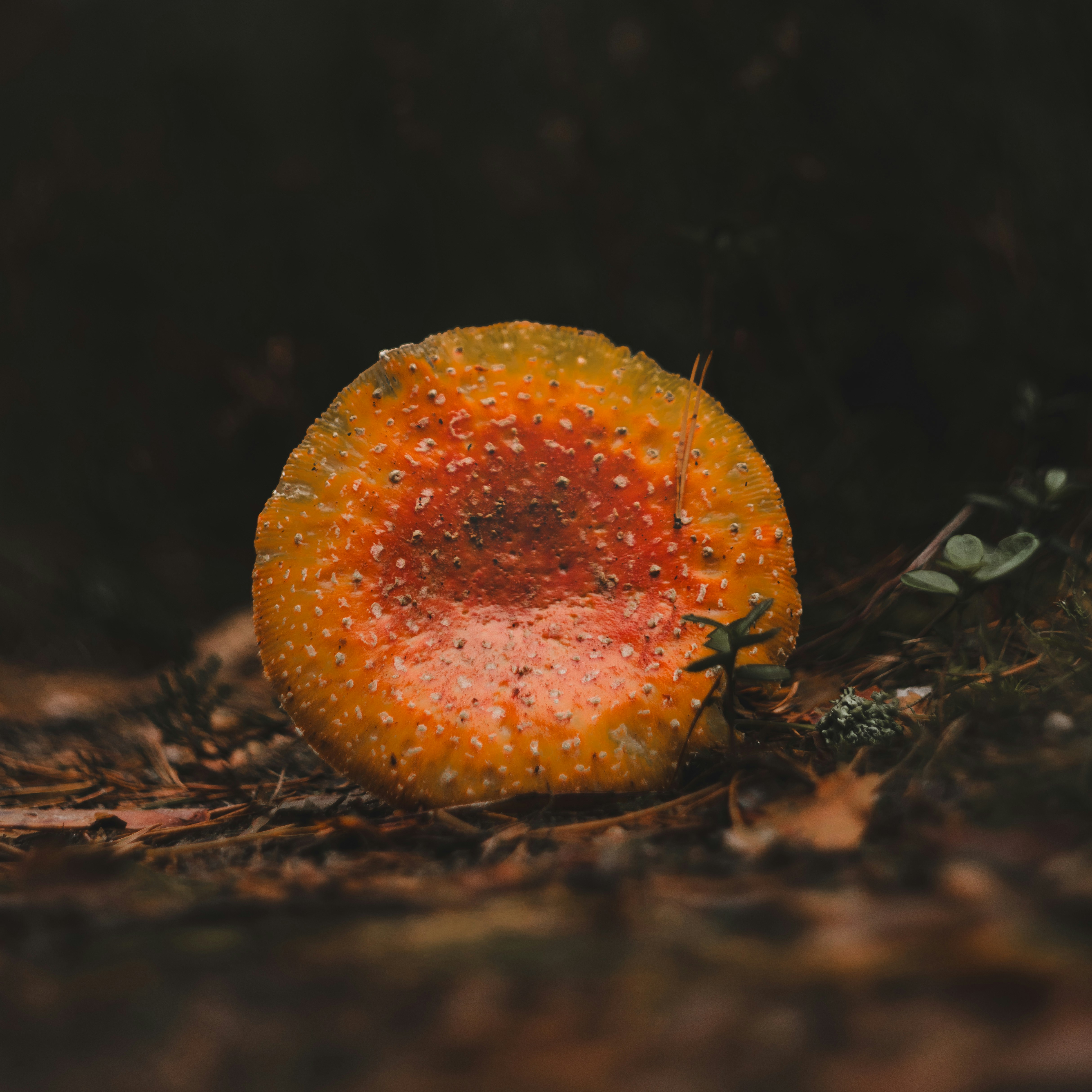 Amber Cup Fungus on a Shadowed Forest Floor