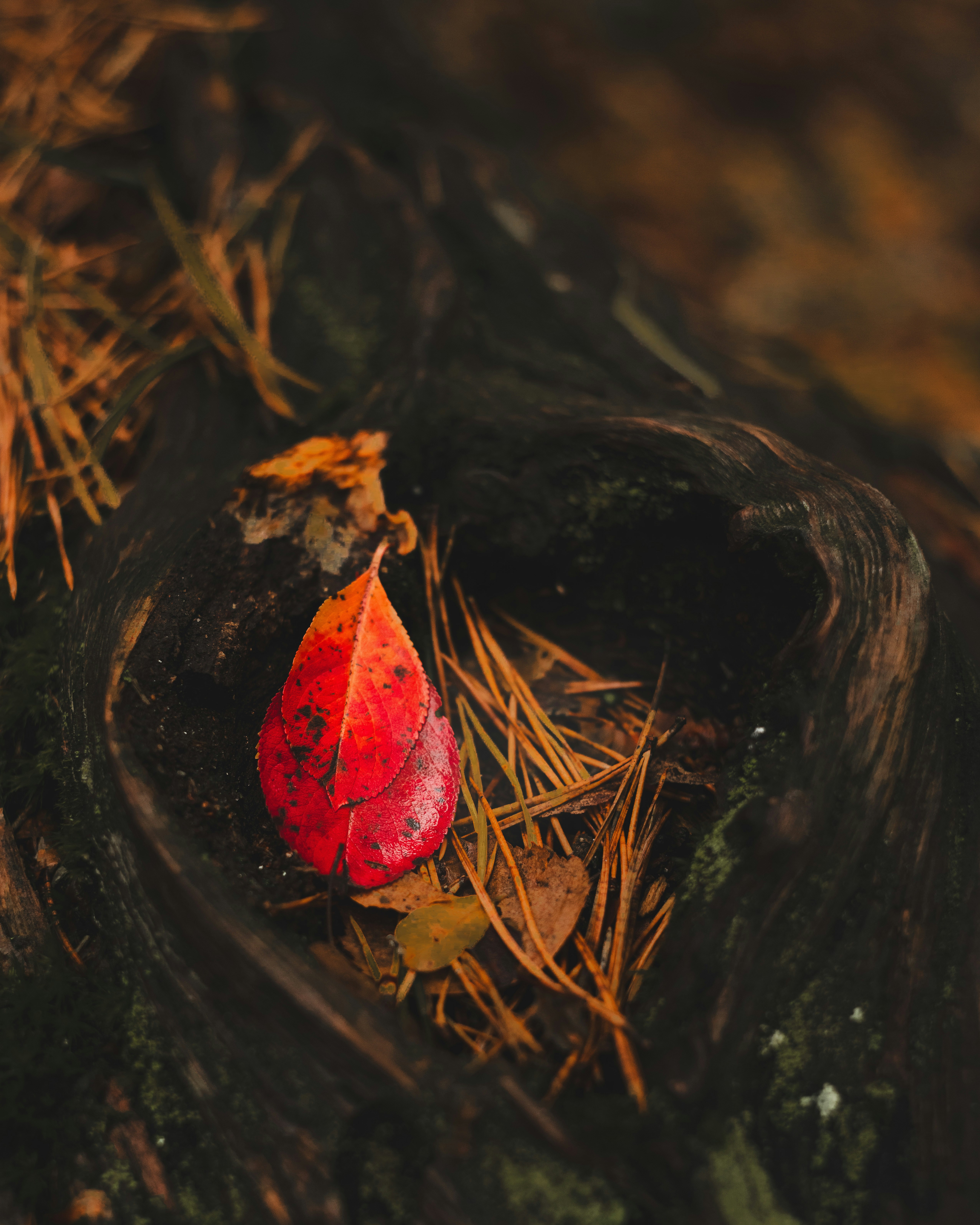 Crimson Leaf Nestled in a Shadowed Log Nook