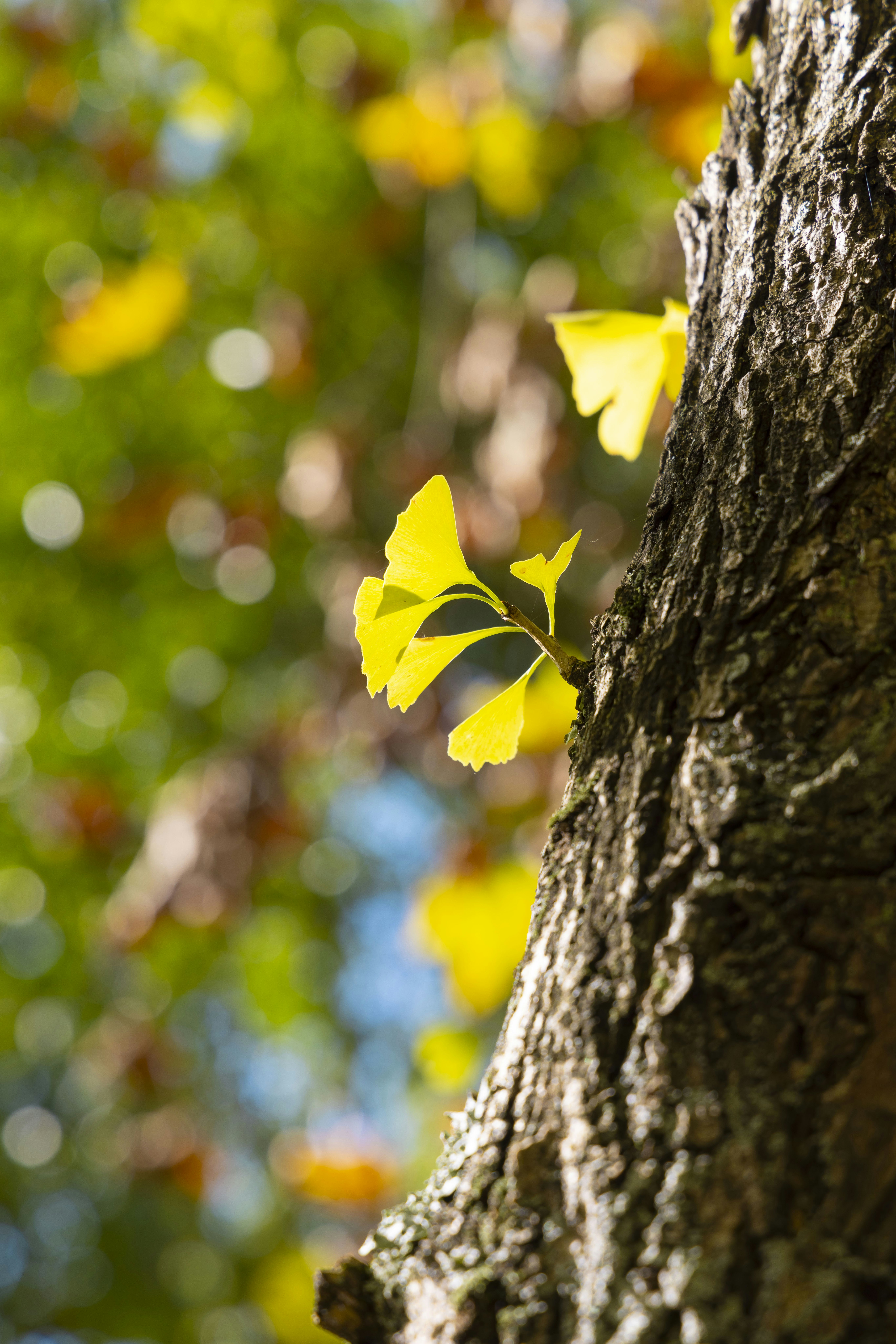 A tree trunk with a yellow leaf on it photo – Free Ginkgo leaf Image on ...