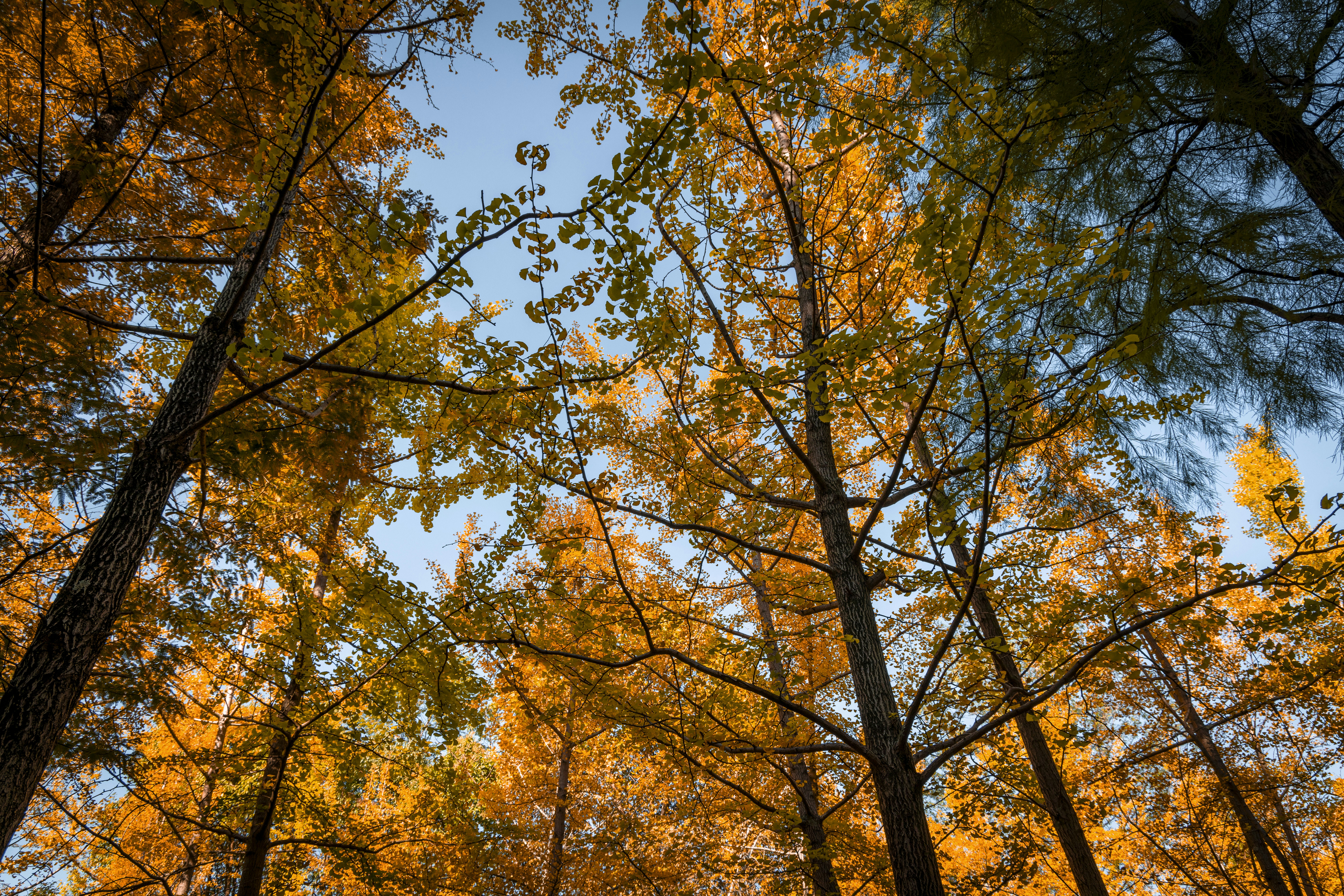 A forest filled with lots of tall trees photo – Free Fall landscapes ...