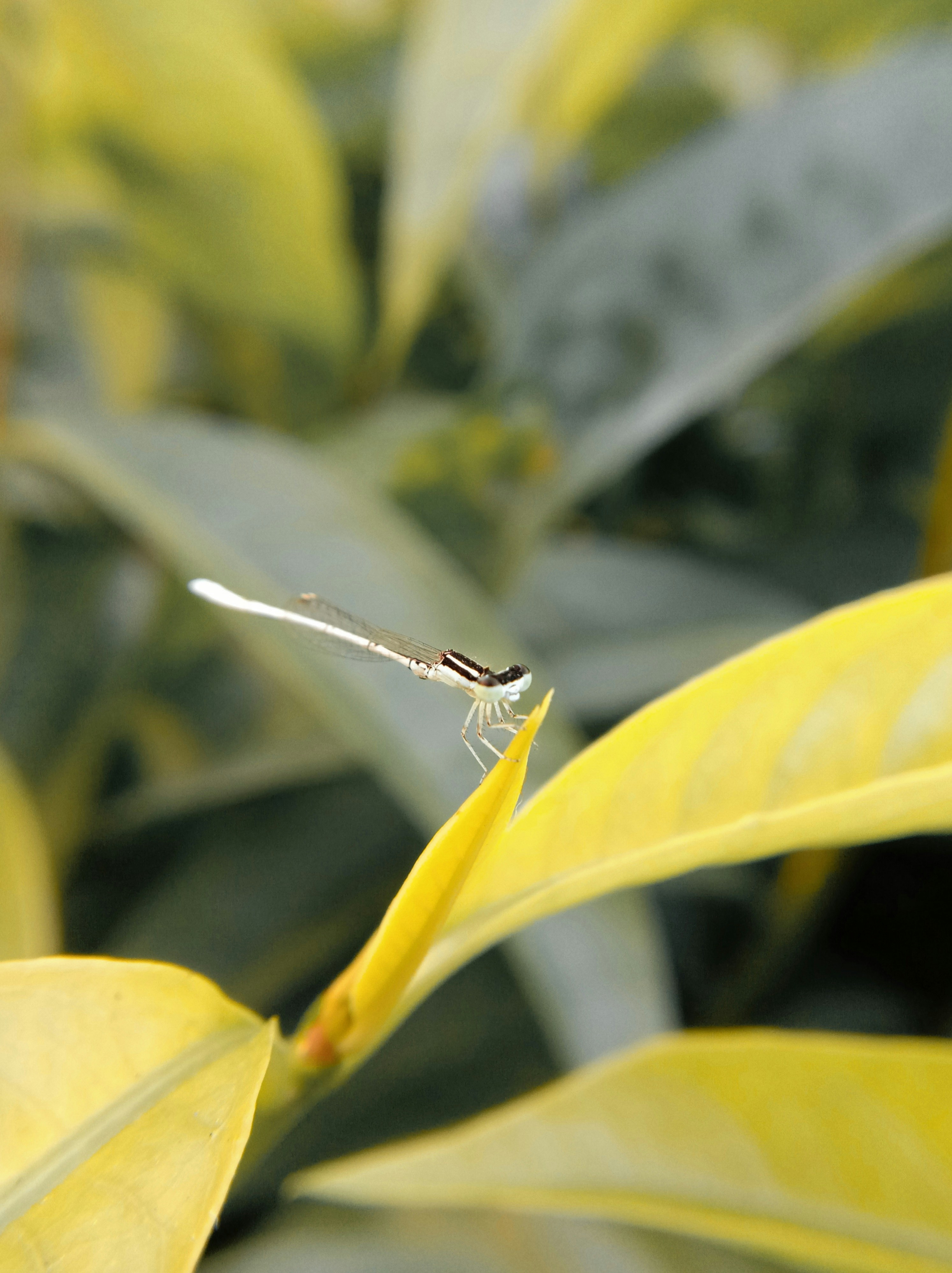 Macro shot of a tiny dragonfly perched on the tip of a yellow leaf, with a soft green bokeh background. The image highlights the insect's legs and slender body against the vivid leaf.