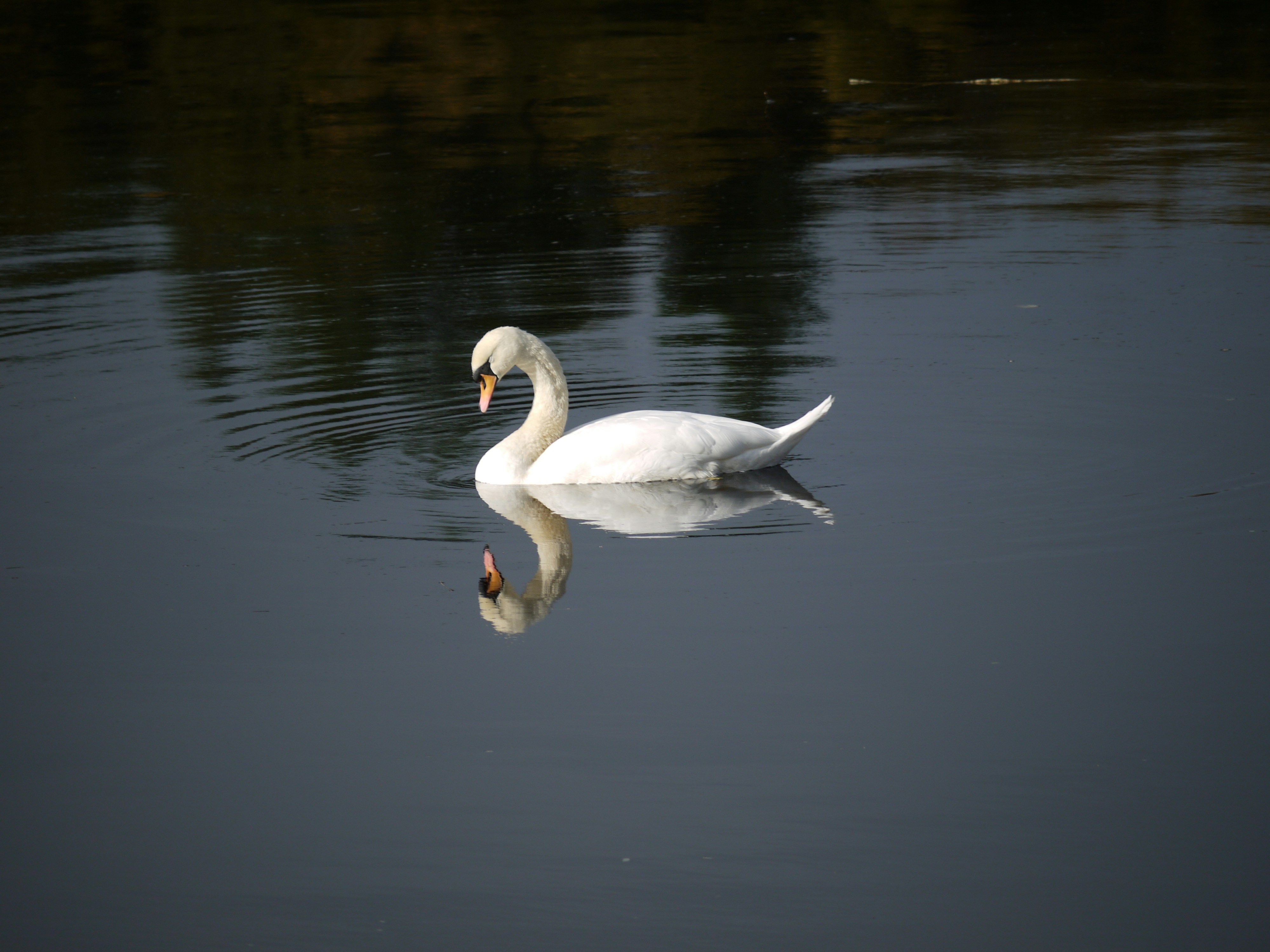 Elegant swan gliding across a still lake, its reflection perfectly mirrored on the water's surface.