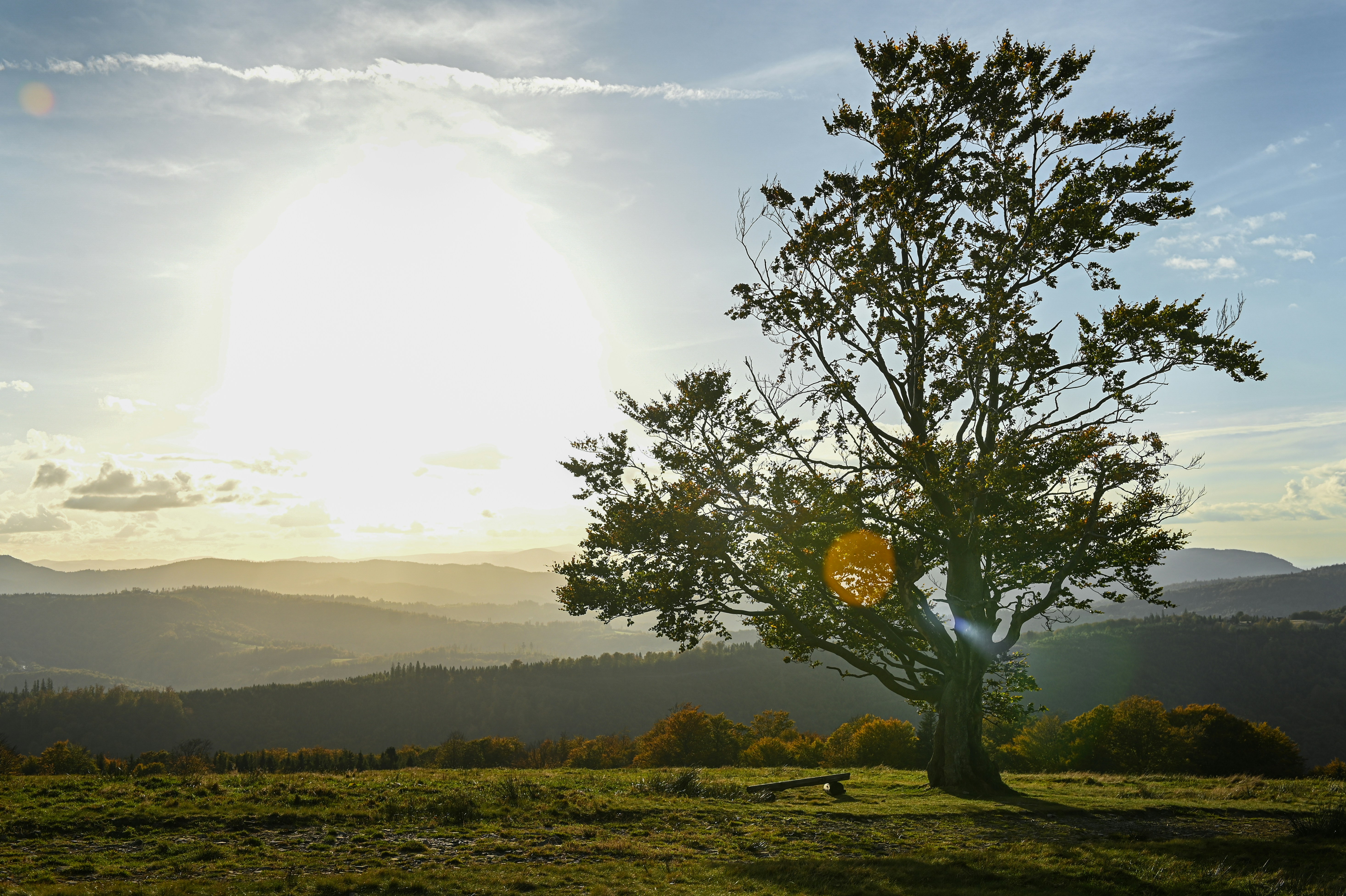 A tree with a frisbee stuck to it in the middle of a field photo – Free ...