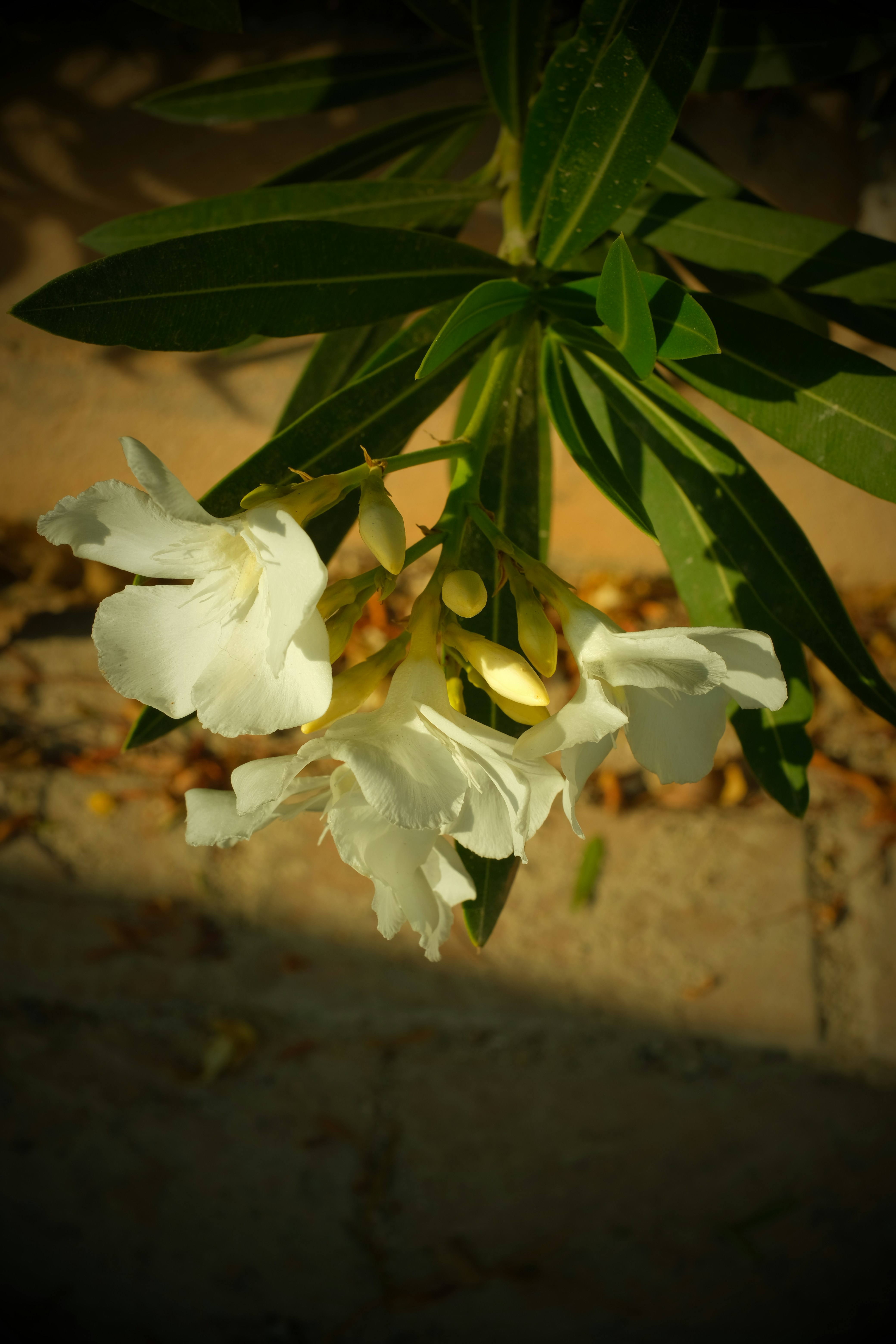 Sunlit Oleander Blossoms: White Petals and Quiet Greenery