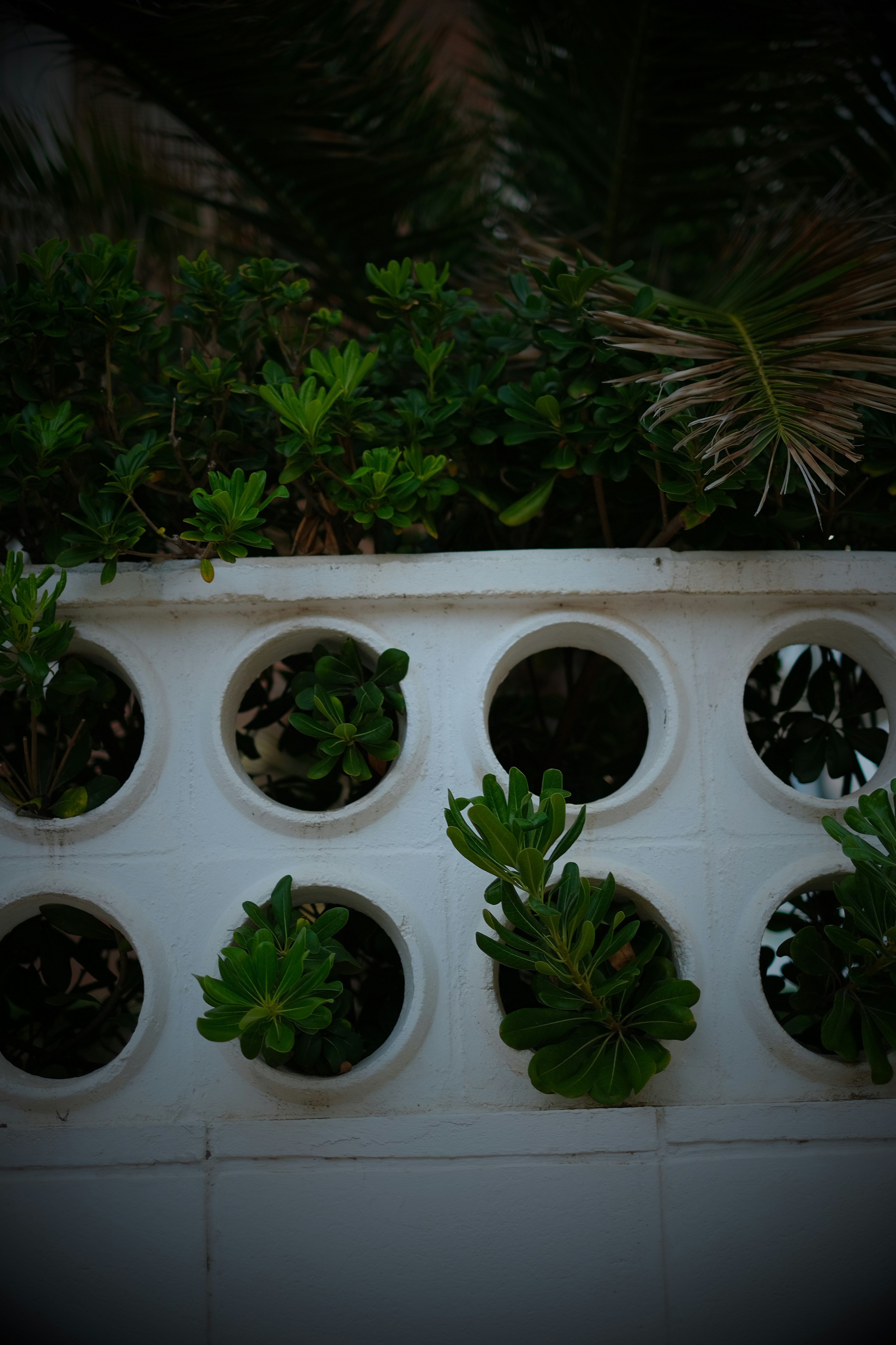 Circles of Green: Plants Punctuate a White Concrete Lattice