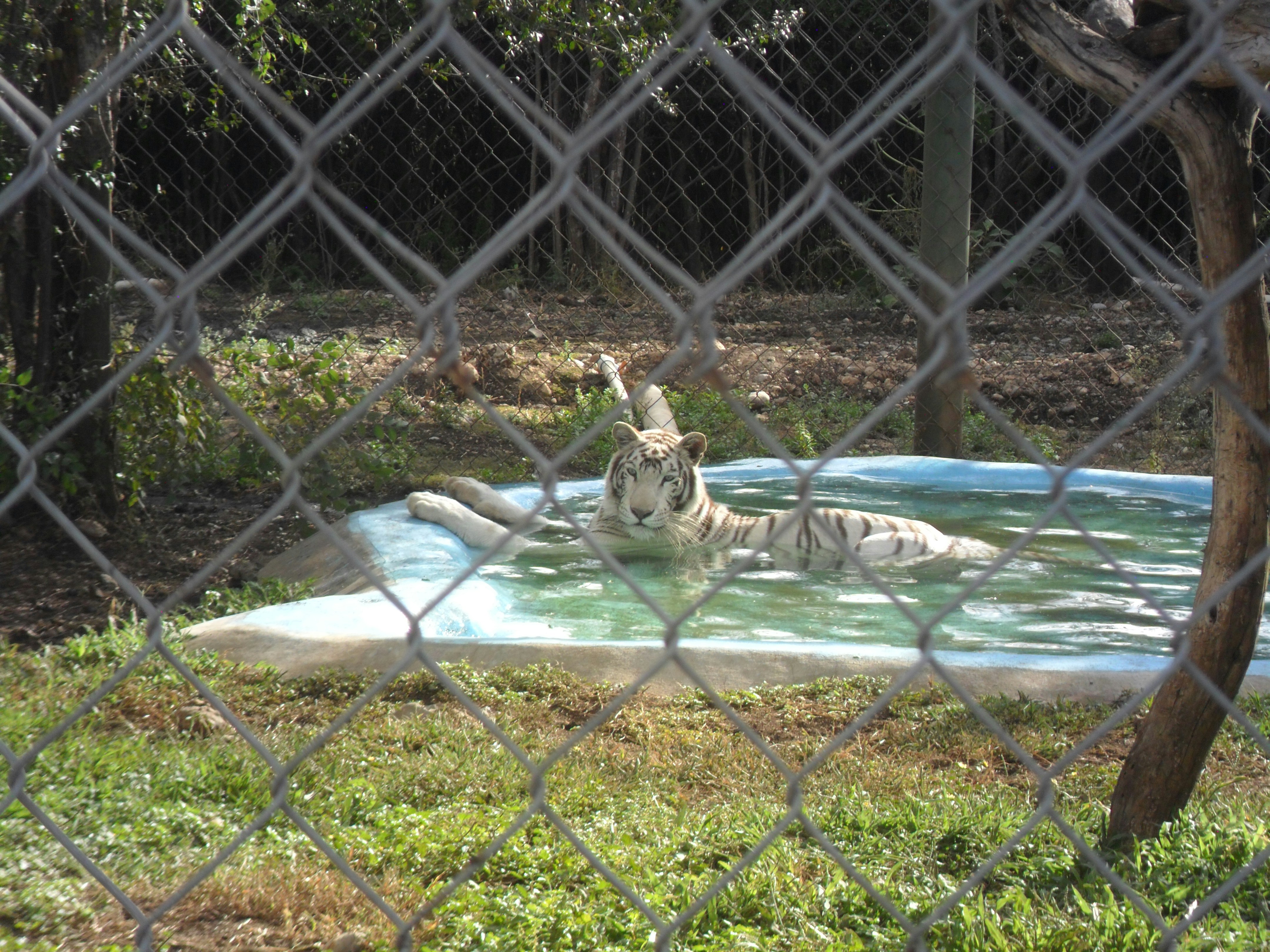 A white tiger in a pool of water behind a chain link fence photo – Free ...