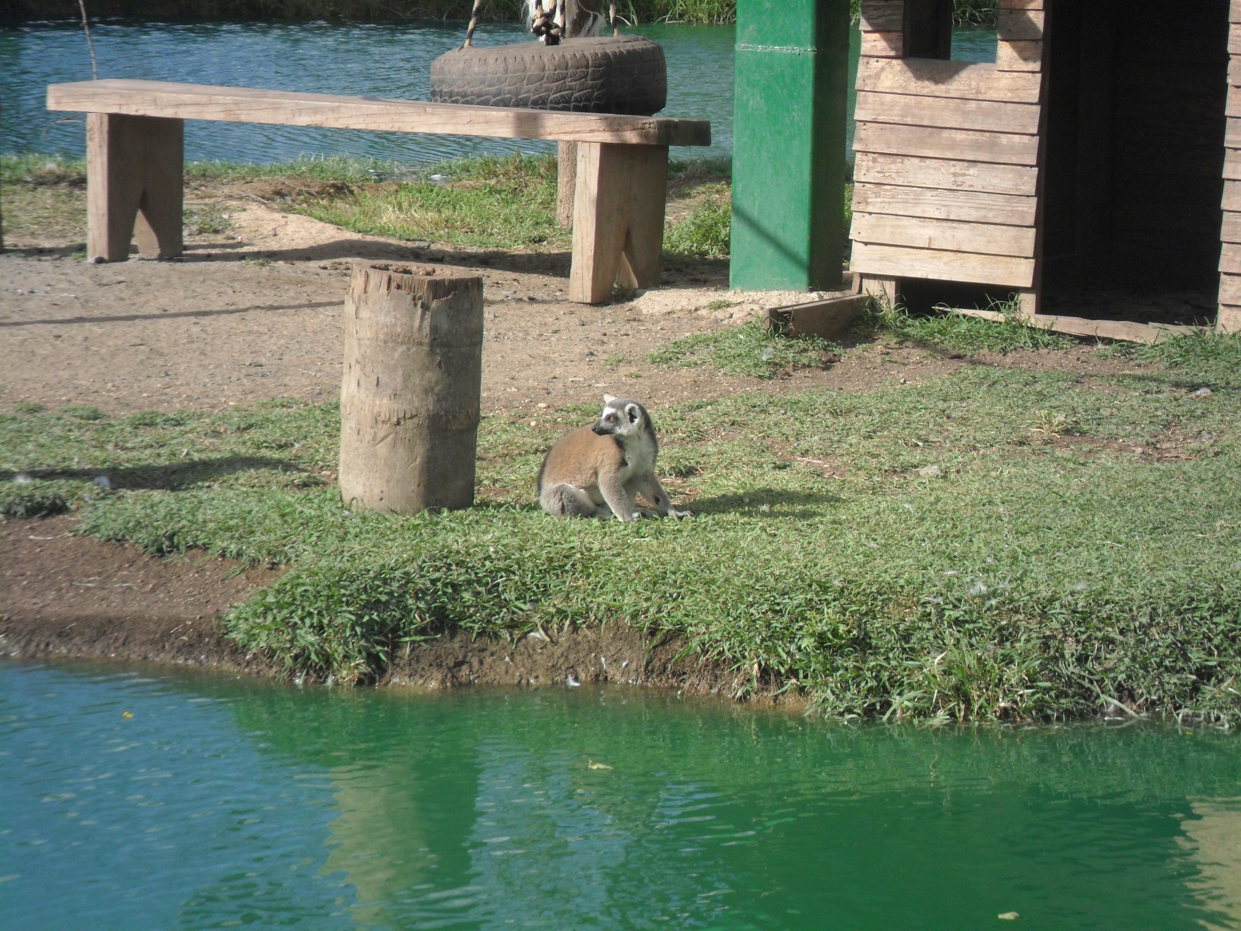 Lemur by Turquoise Pond: A Quiet Park Moment