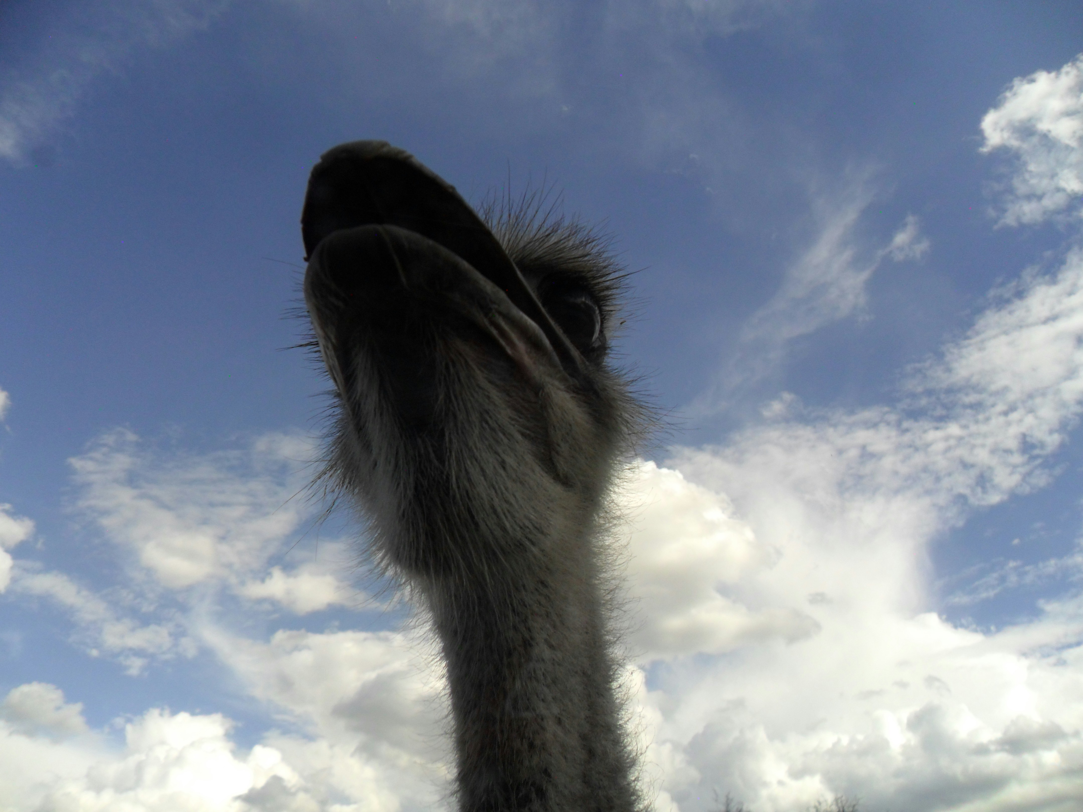 Skyward Silhouette: The Ostrich Neck Reaches for the Clouds