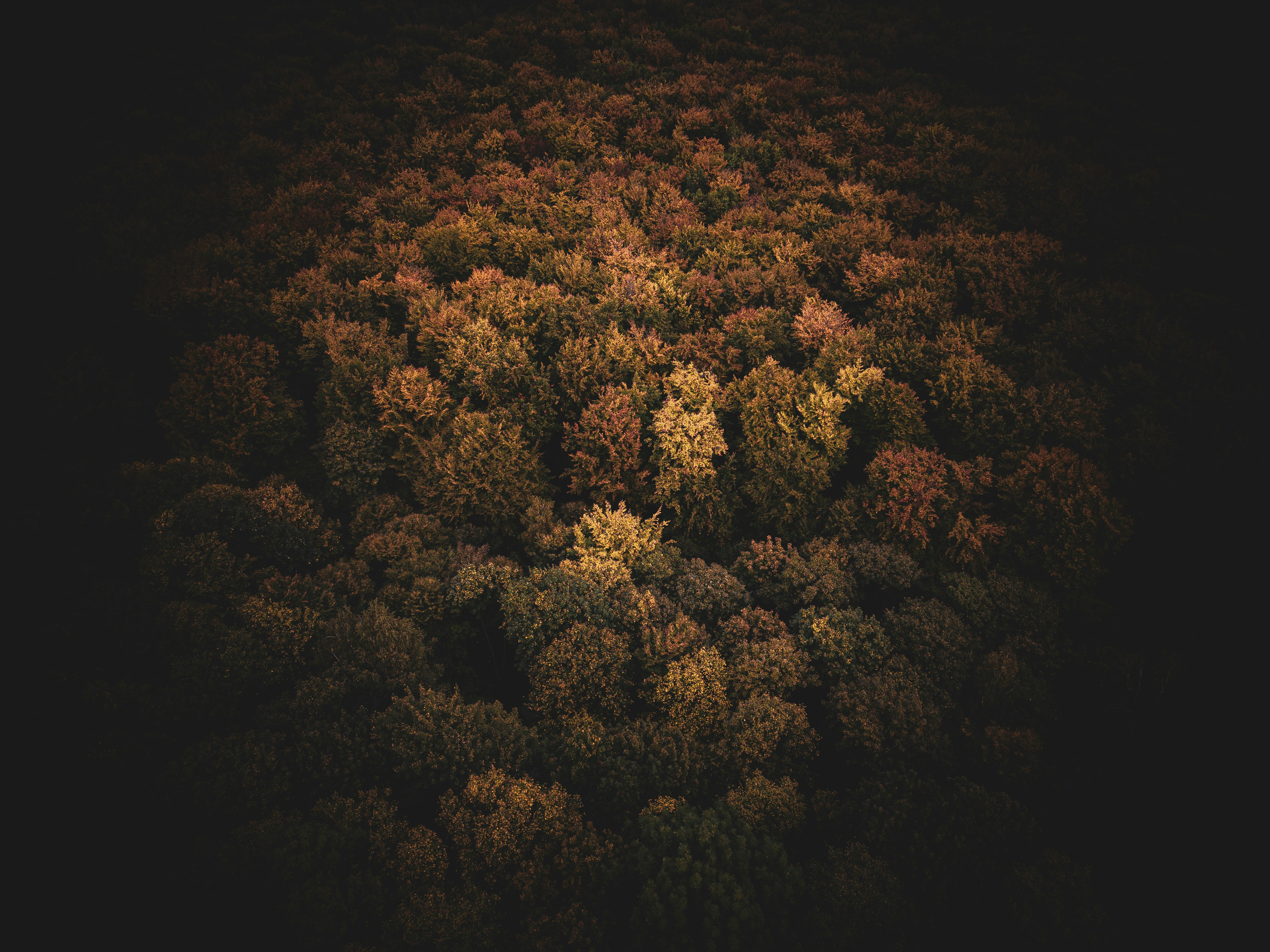a group of trees that are in the dark