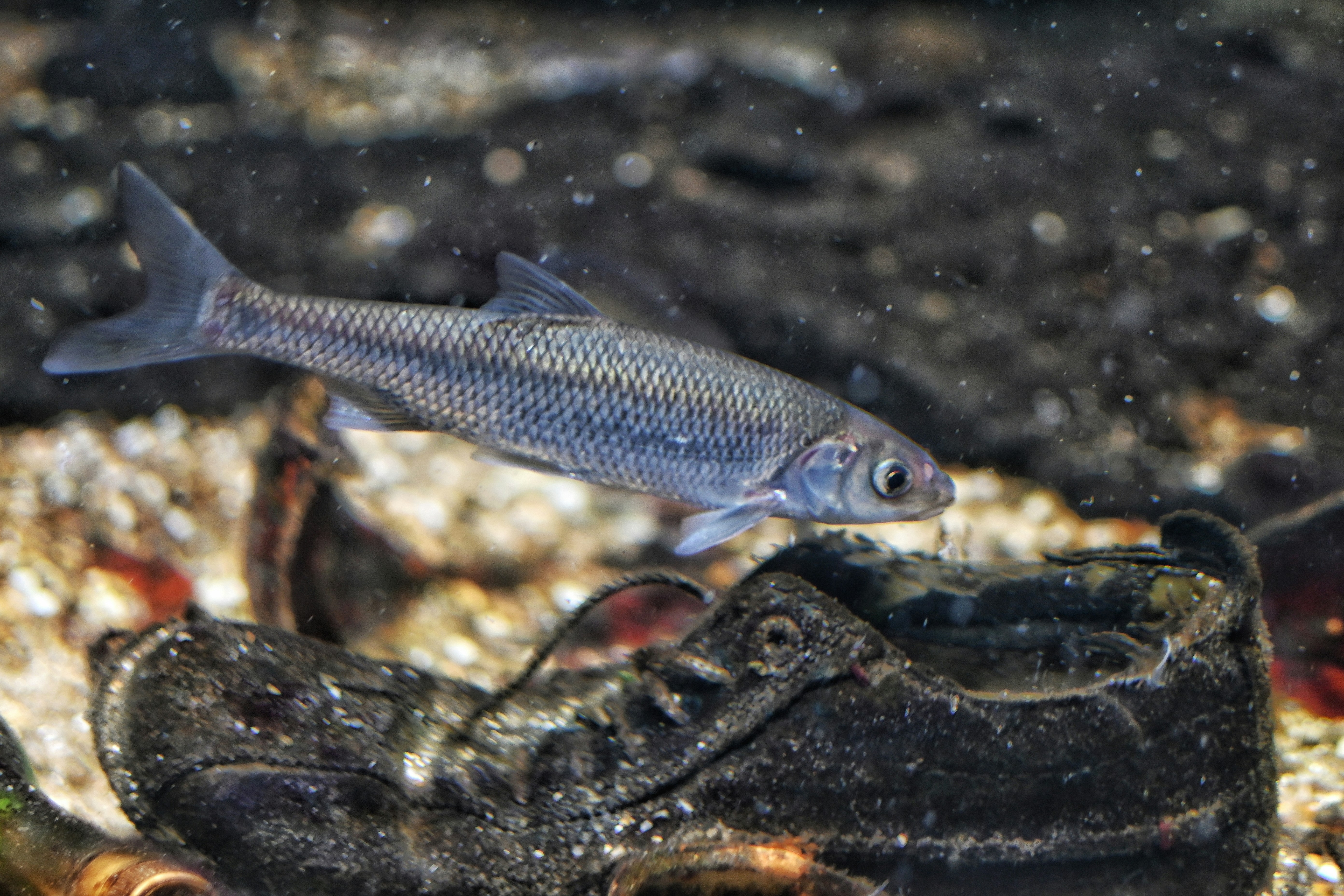 Poisson Mulet Photos | Télécharger des images gratuites sur Unsplash