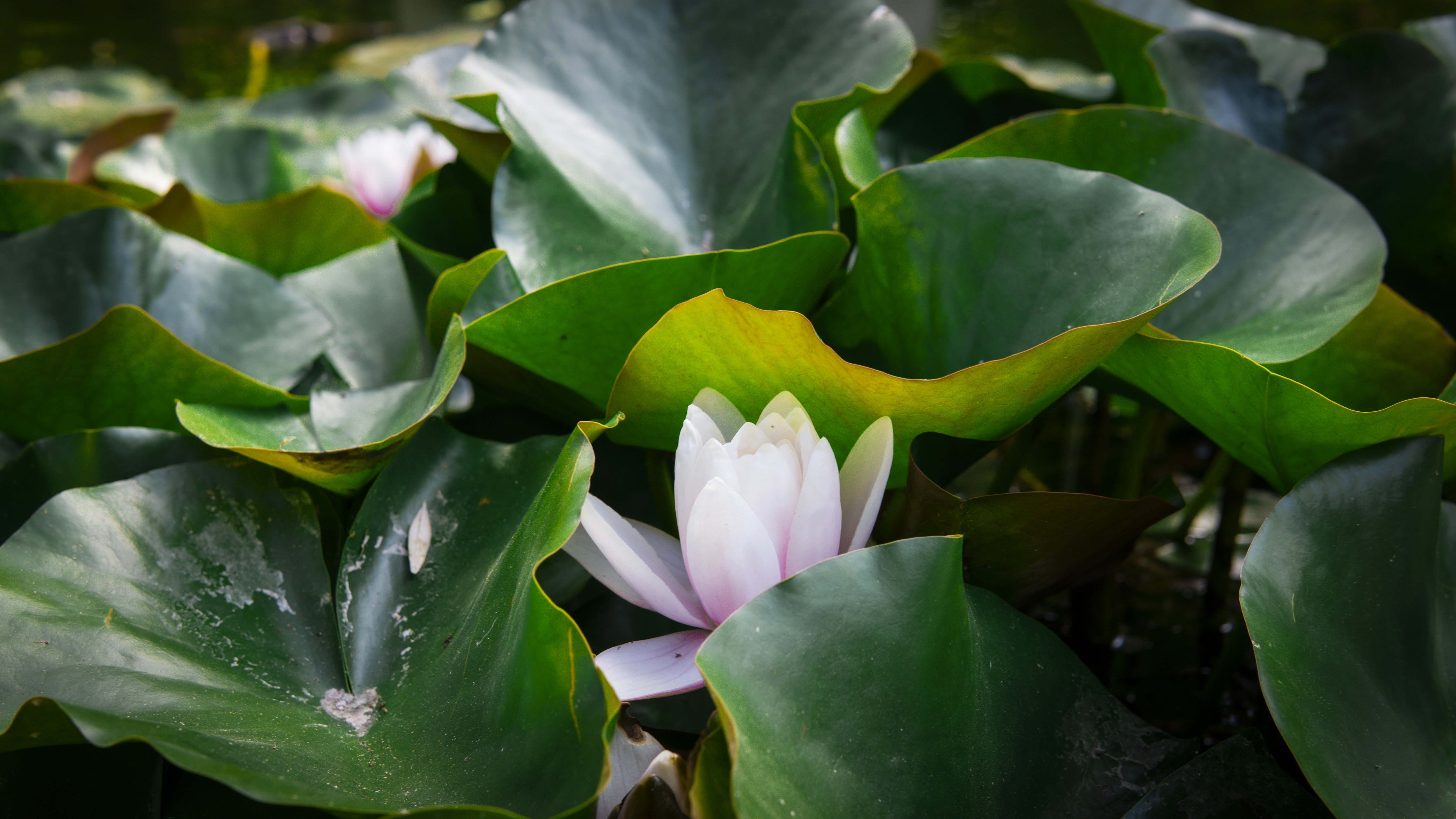 Pink water lily blooming amid lush green lily pads.