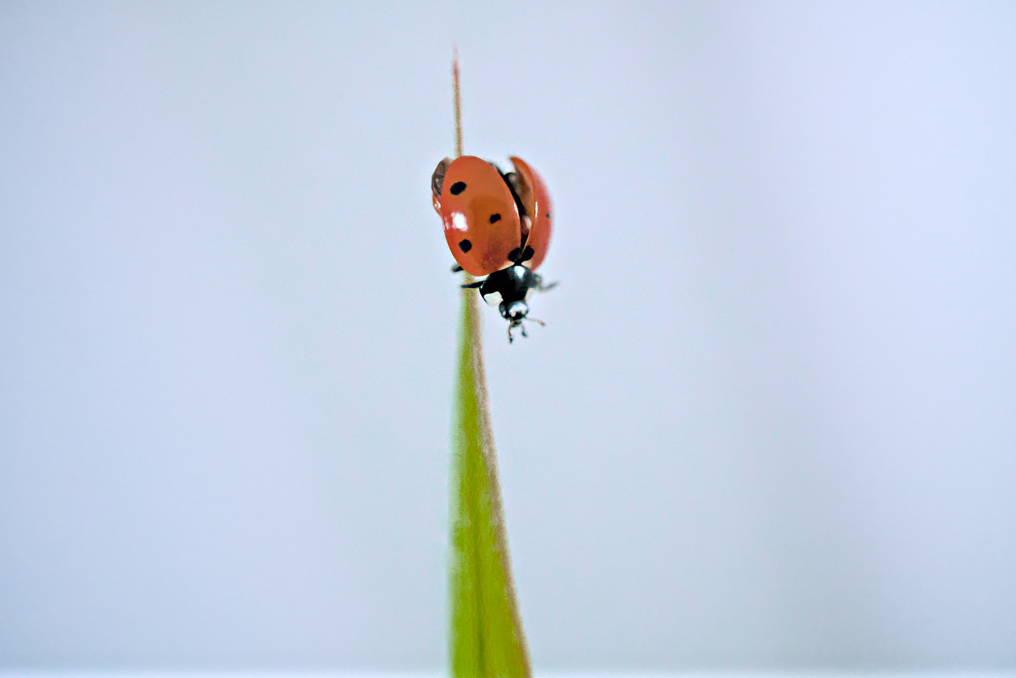 Crimson Ladybug at the Blade's Edge: a Minimal Macro Moment