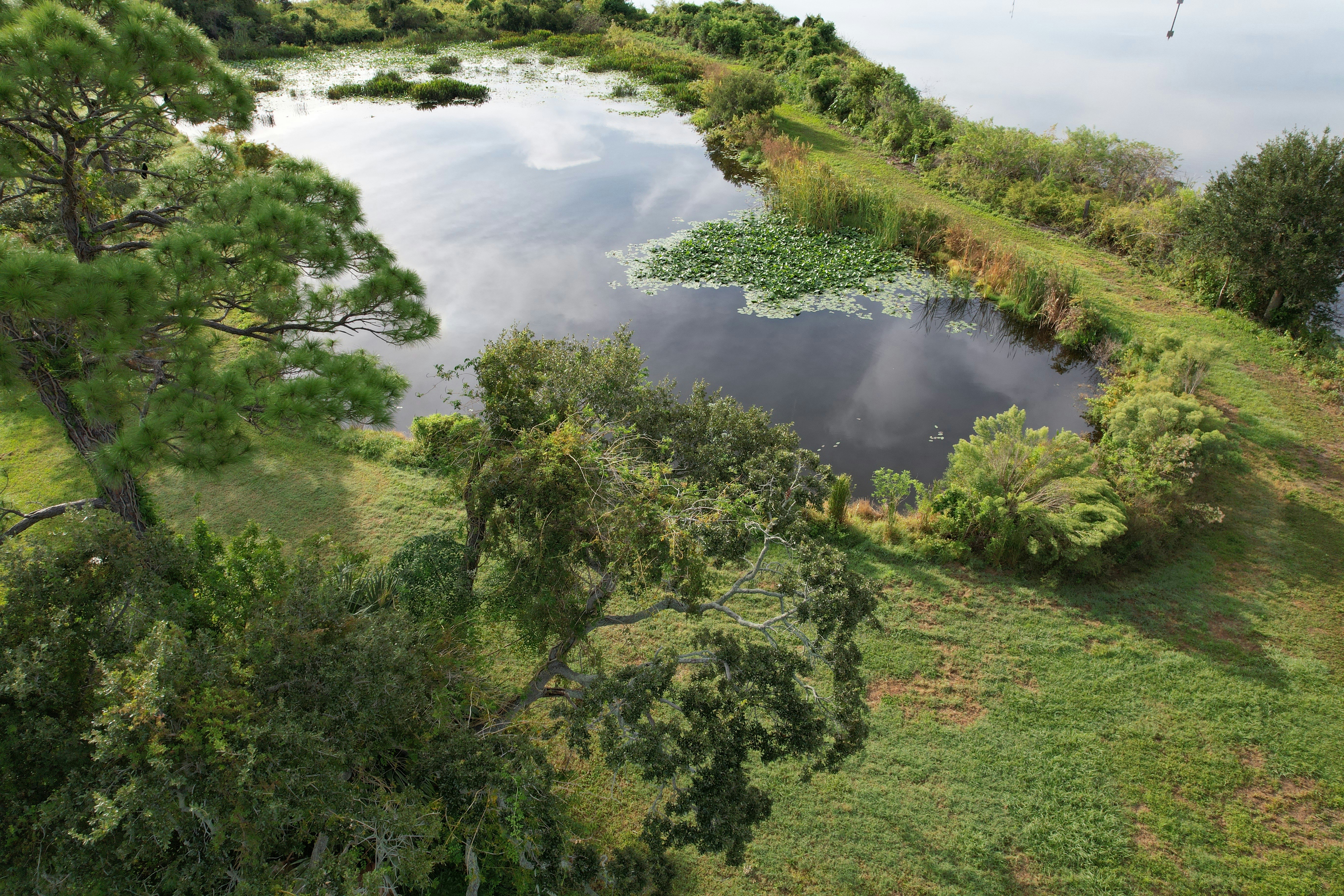 An aerial drone shot of a small pond, home for many baby alligators, in Tampa Bay, Florida, by drone photographer Anita Denunzio.