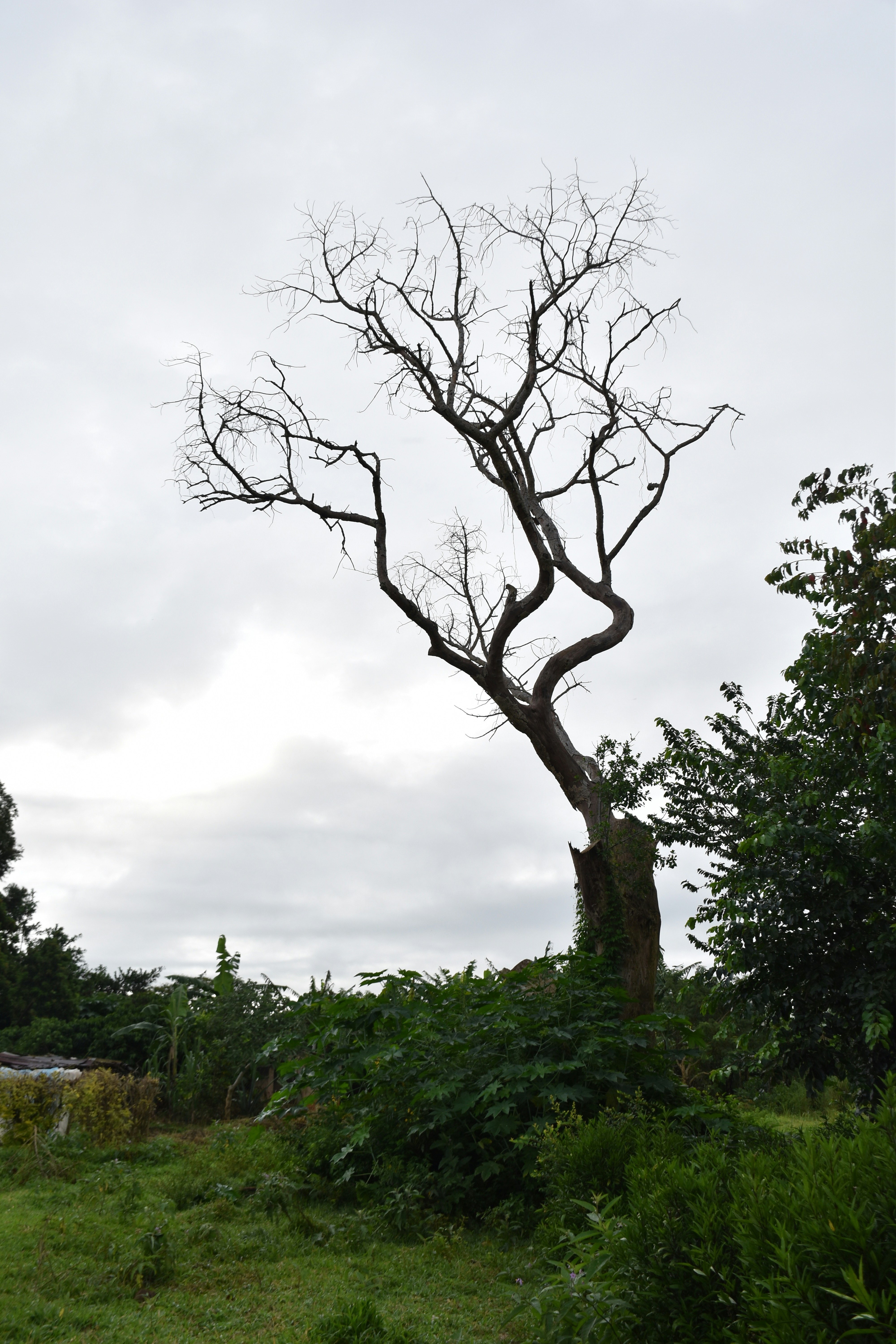 A stark, leafless tree stands resilient against a cloudy sky, surrounded by lush greenery. The scene captures a blend of decay and life.