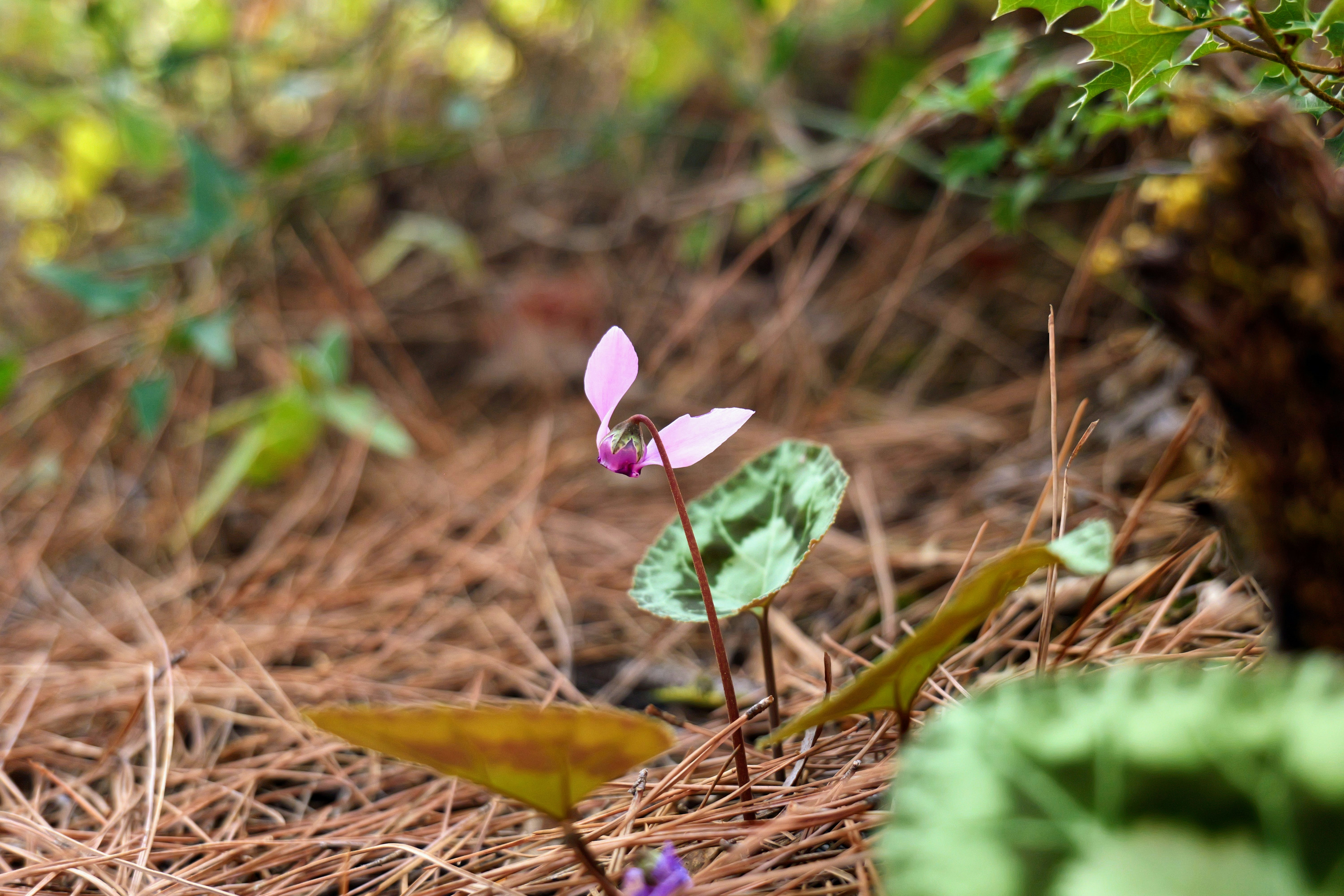 A small purple flower sitting on top of a forest floor photo – Free ...