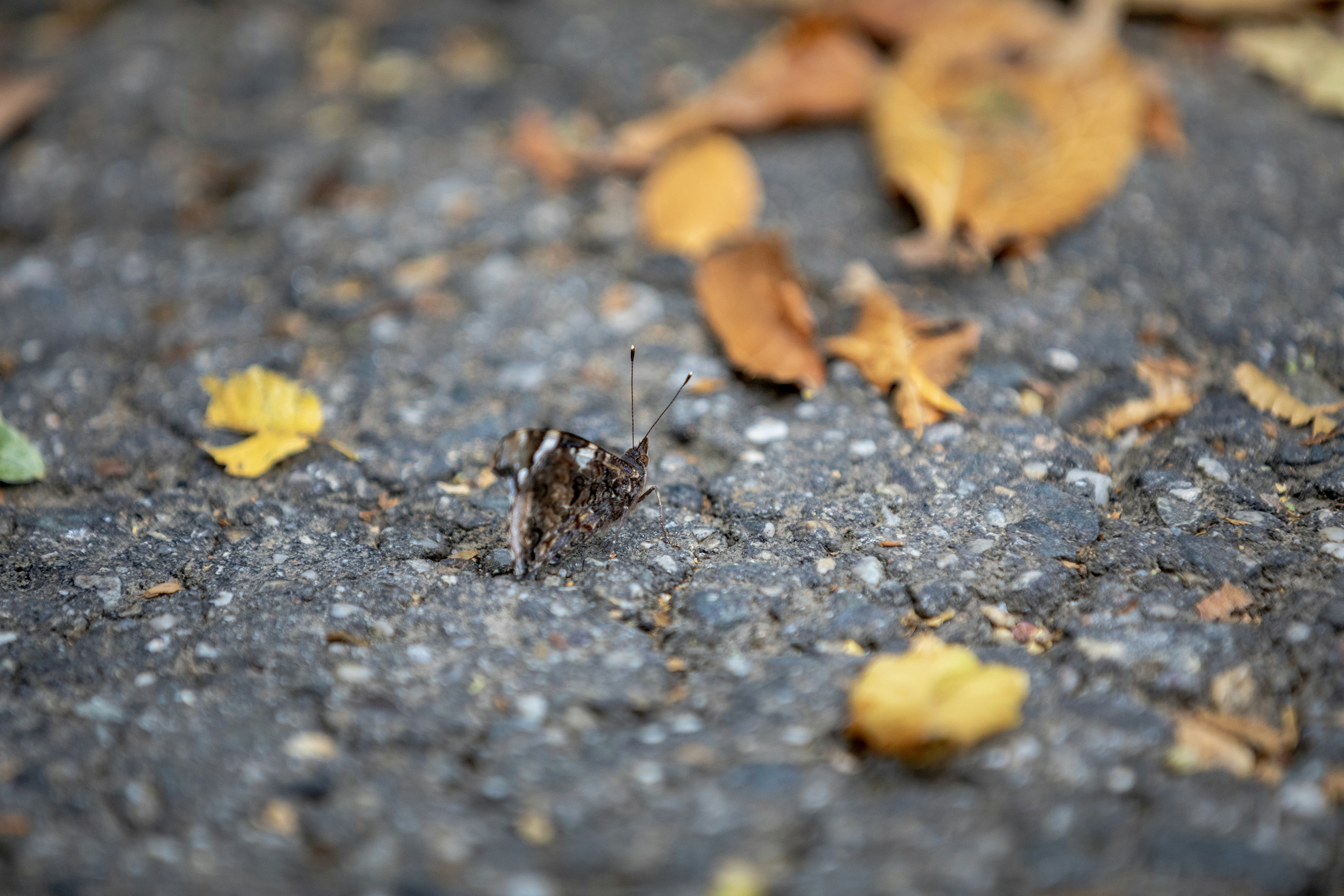 Tiny wanderer on a gritty autumn stage