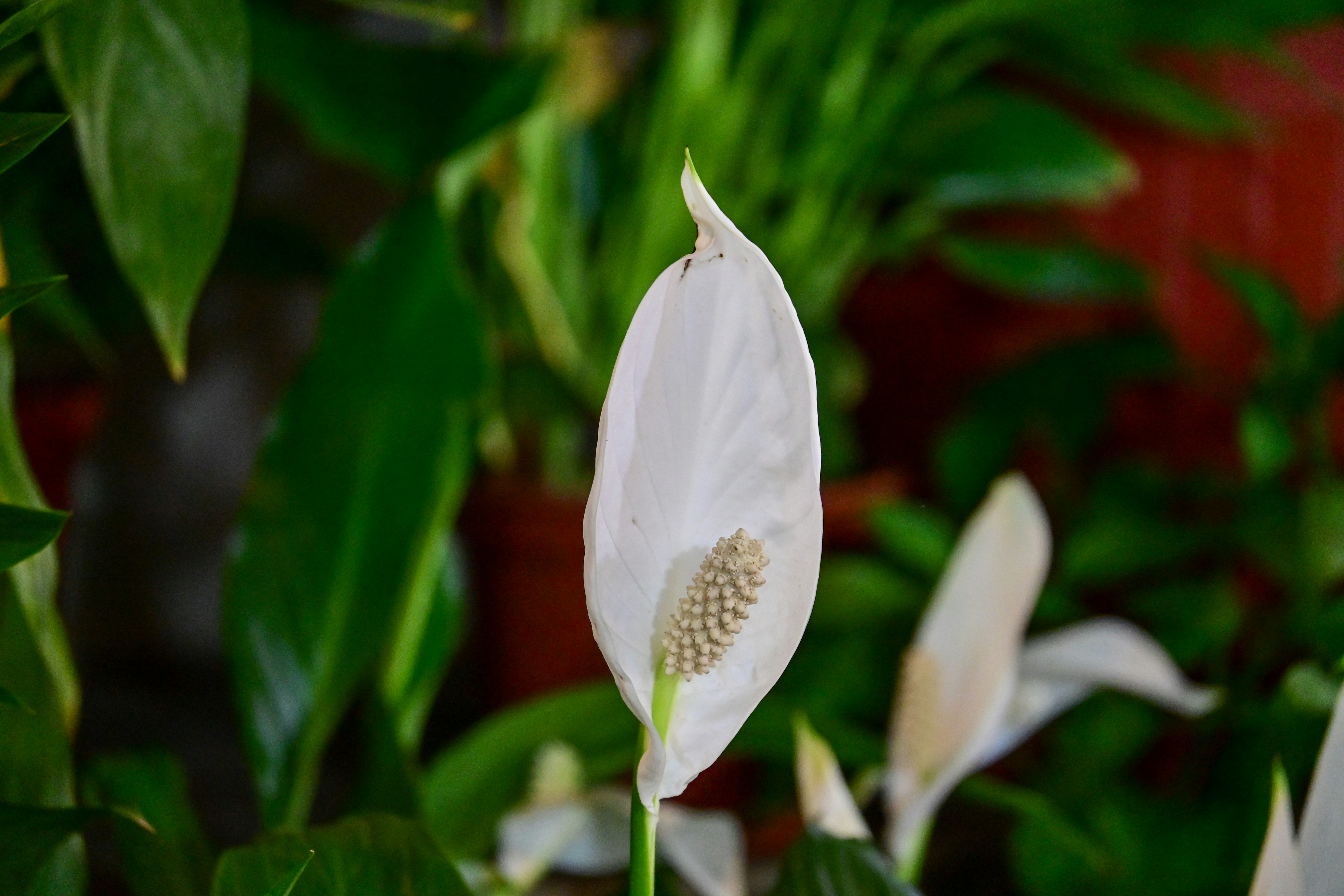 White peace lily bloom cutting through a verdant backdrop