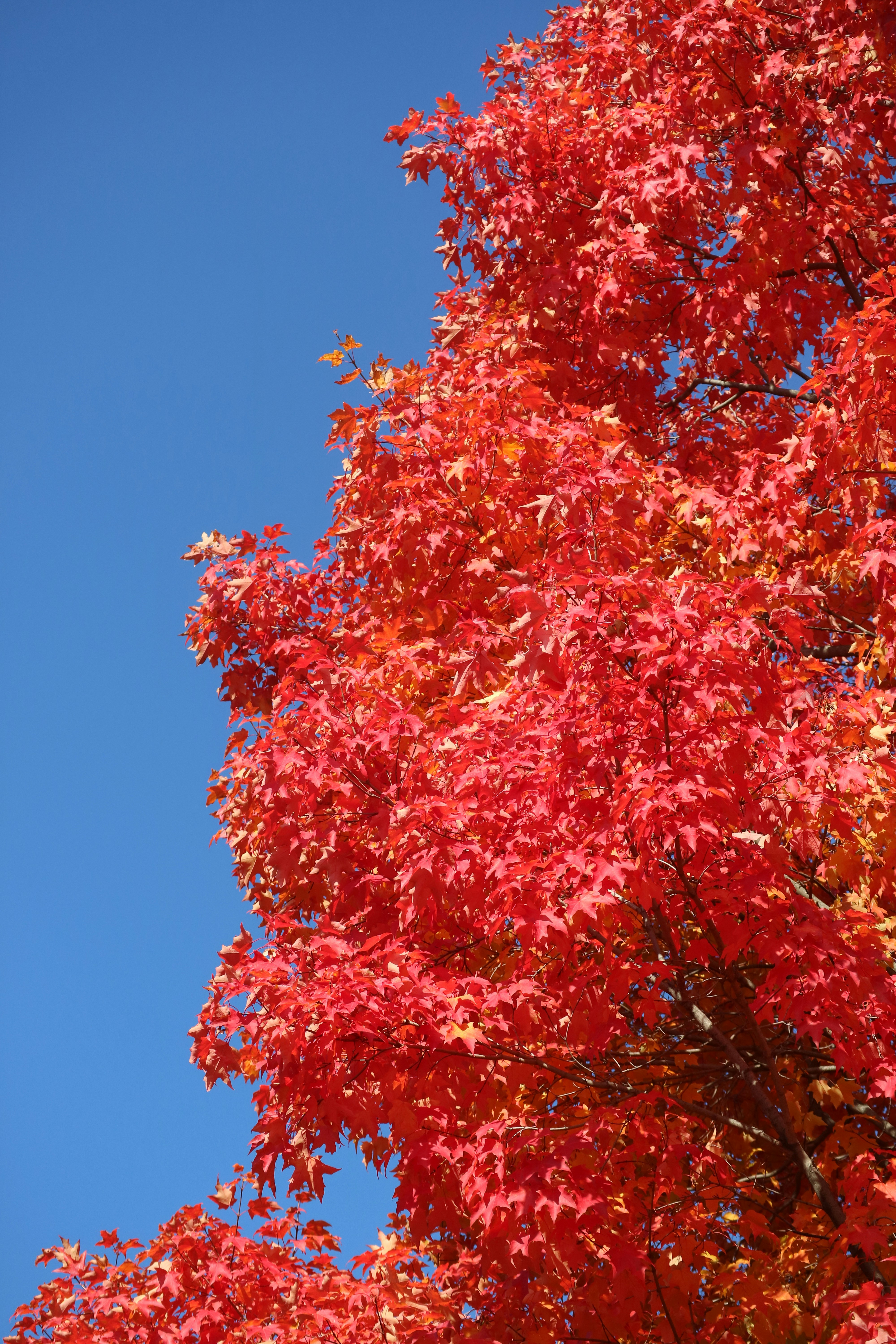 a tree with red leaves against a blue sky
