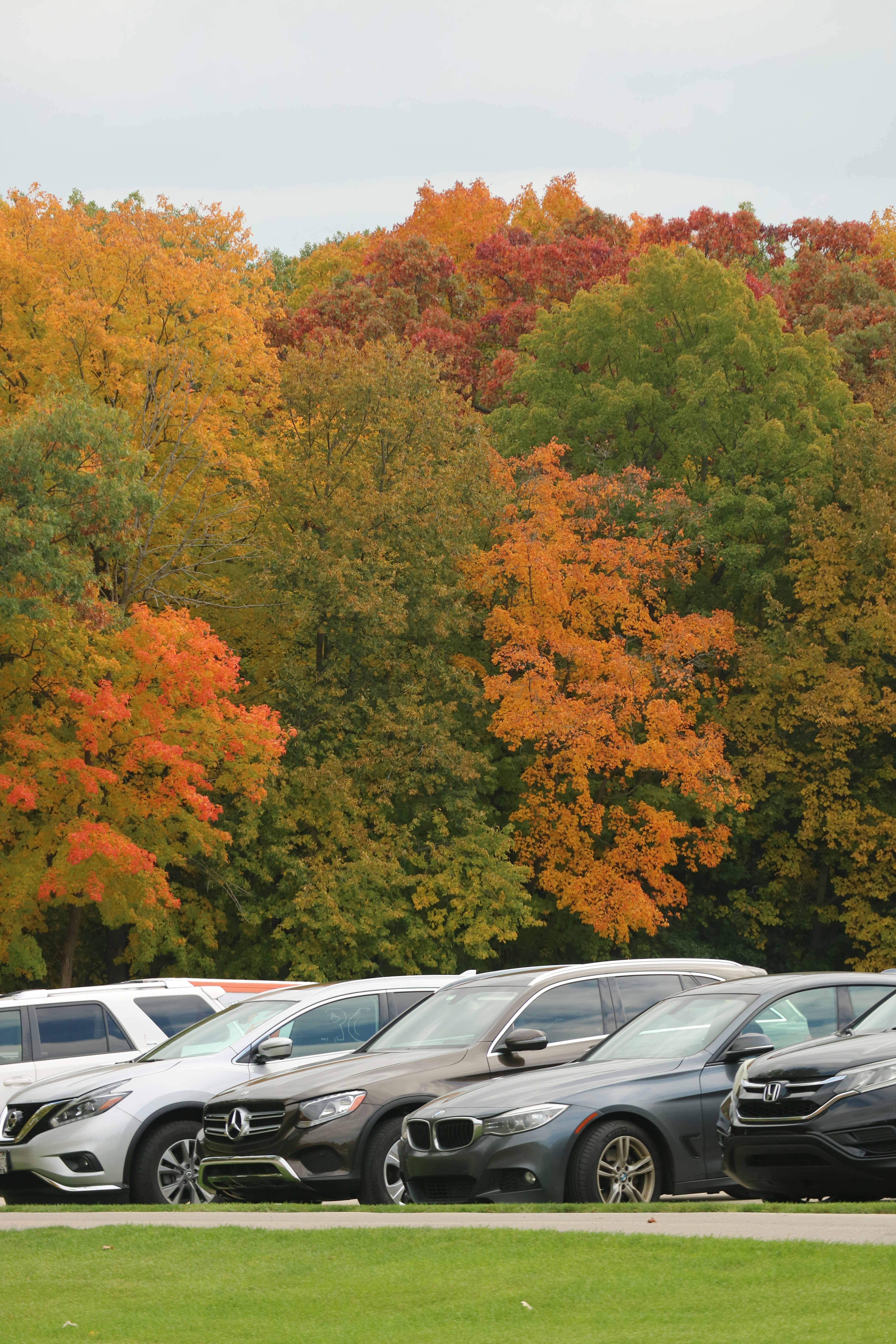 Autumn Row: Cars Halt at the Edge of a Leaf-colored Forest