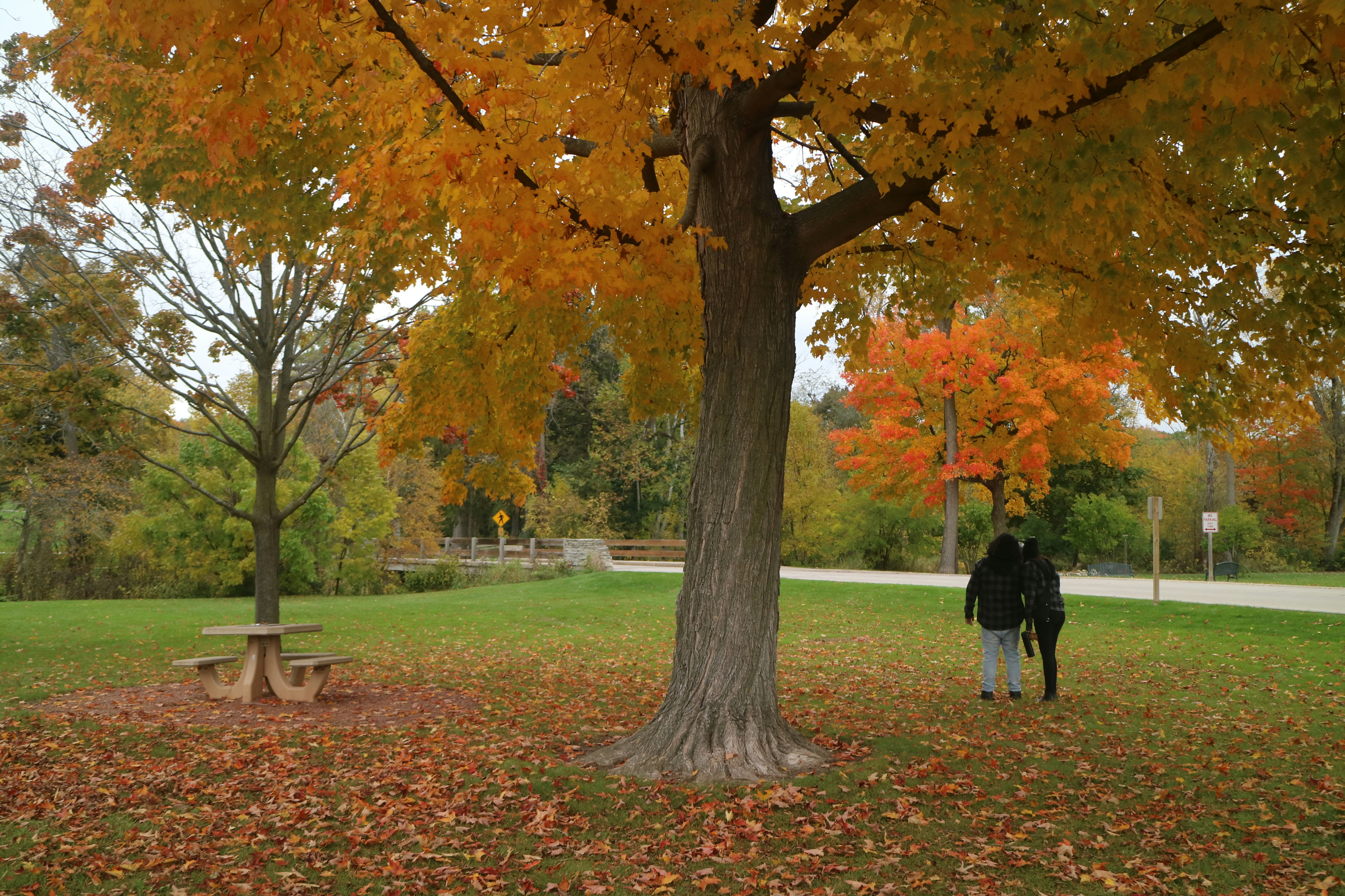 Person standing under a large tree with vibrant orange leaves in a park setting.