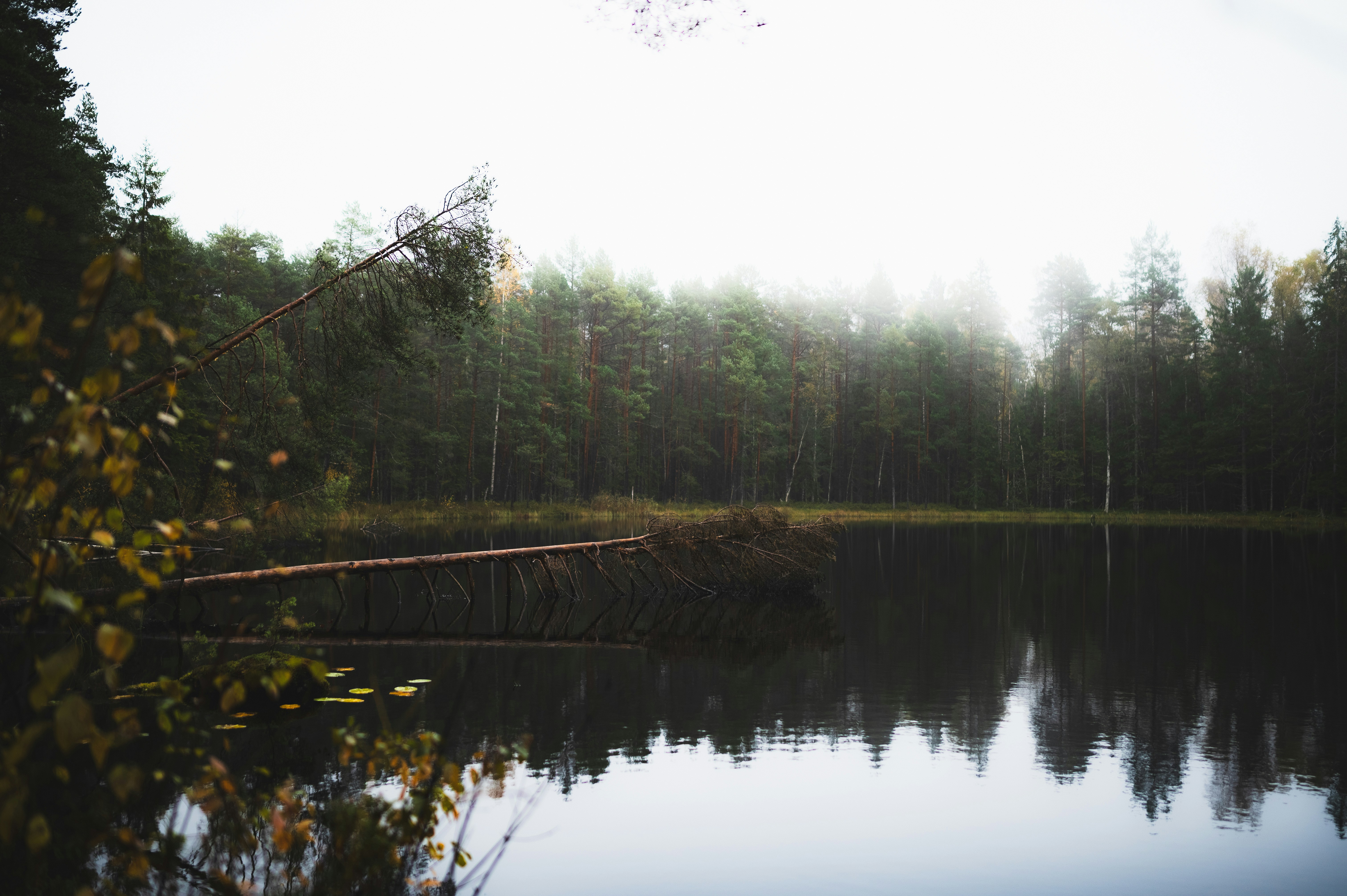 Une grosse bûche assise au milieu d’un lac photo – Image gratuite de ...