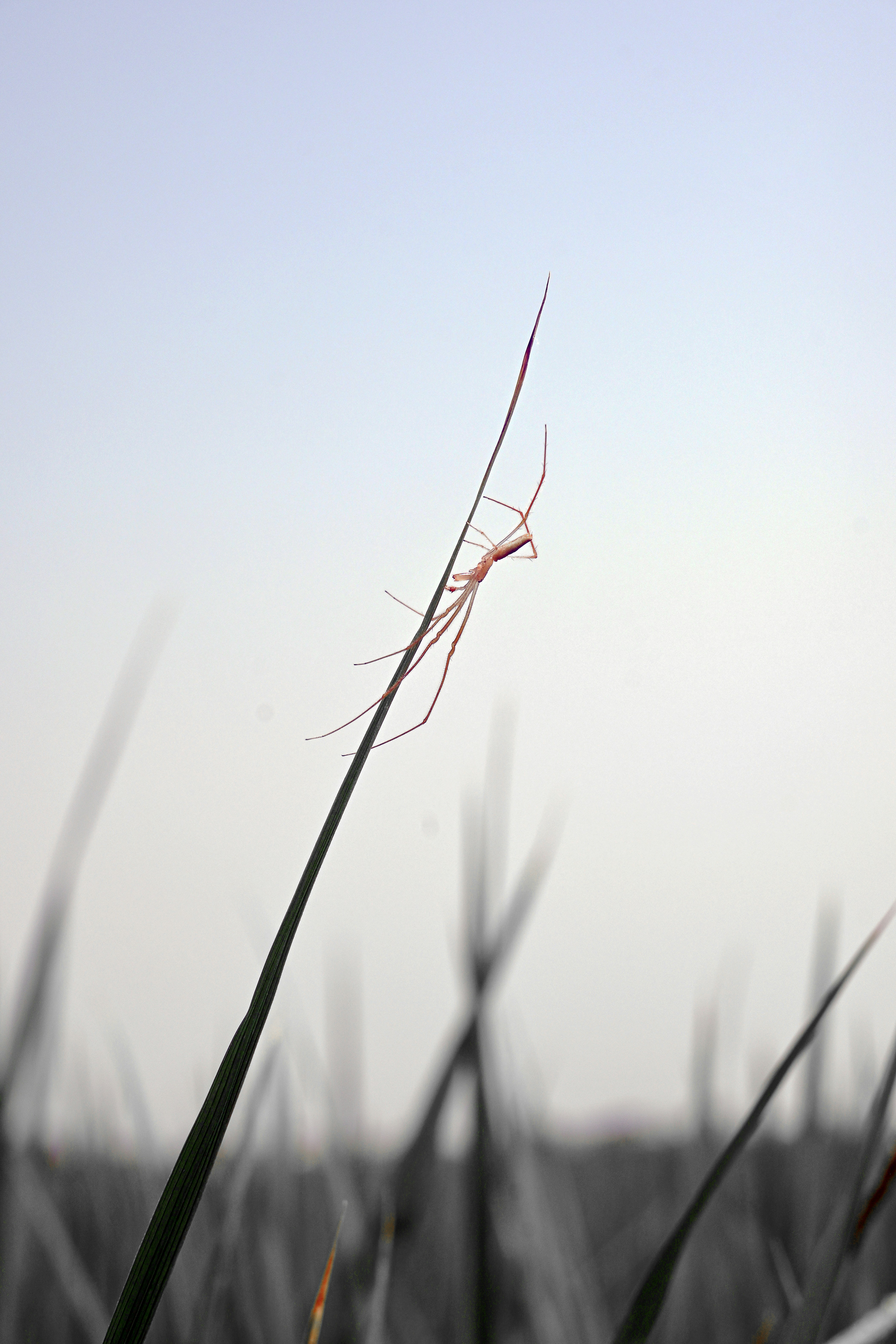 Dawn's Delicate Blade: A Minimal Grass Portrait