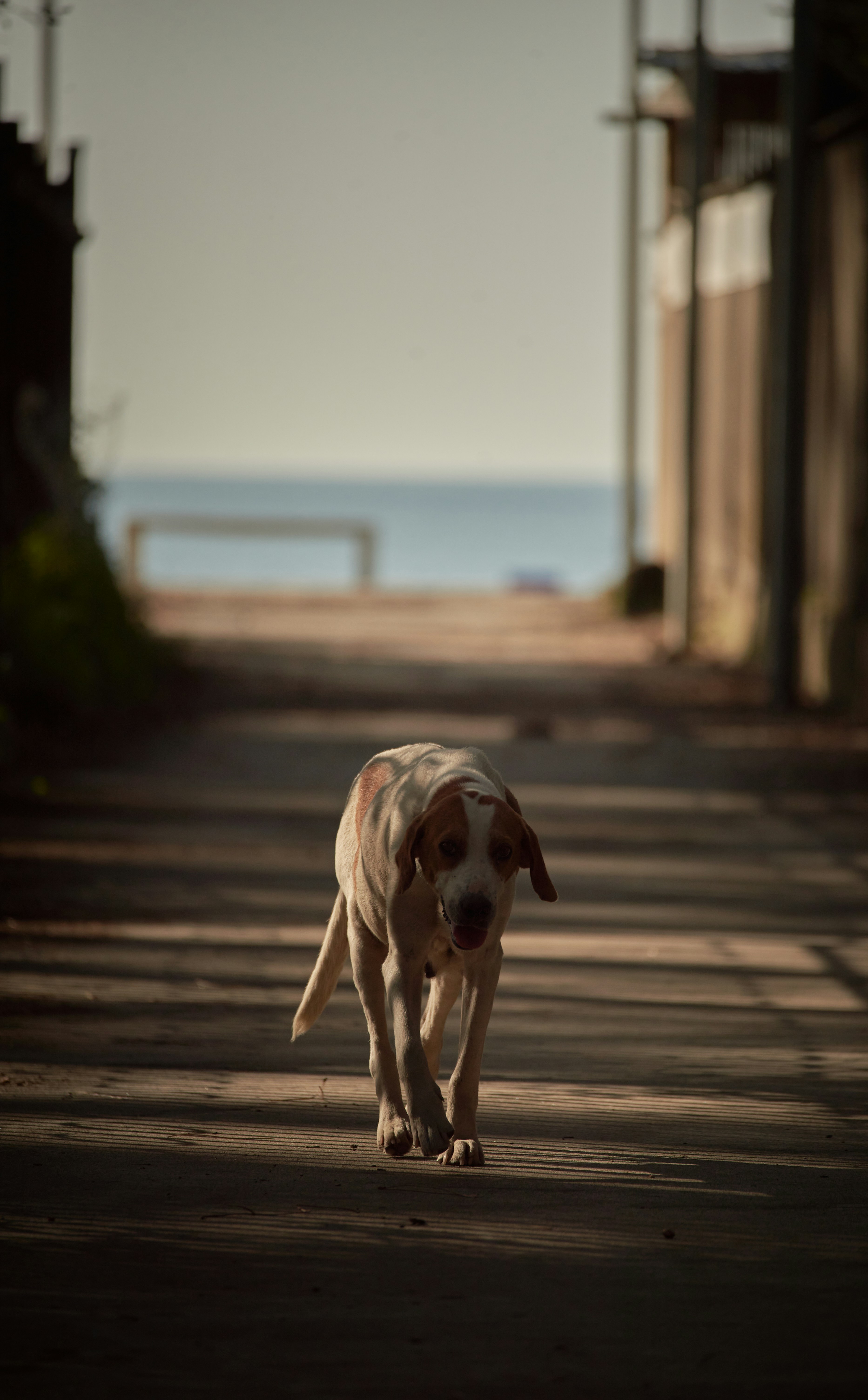 A dog walking down a sunlit path leading to the ocean, framed by shadows from nearby structures.