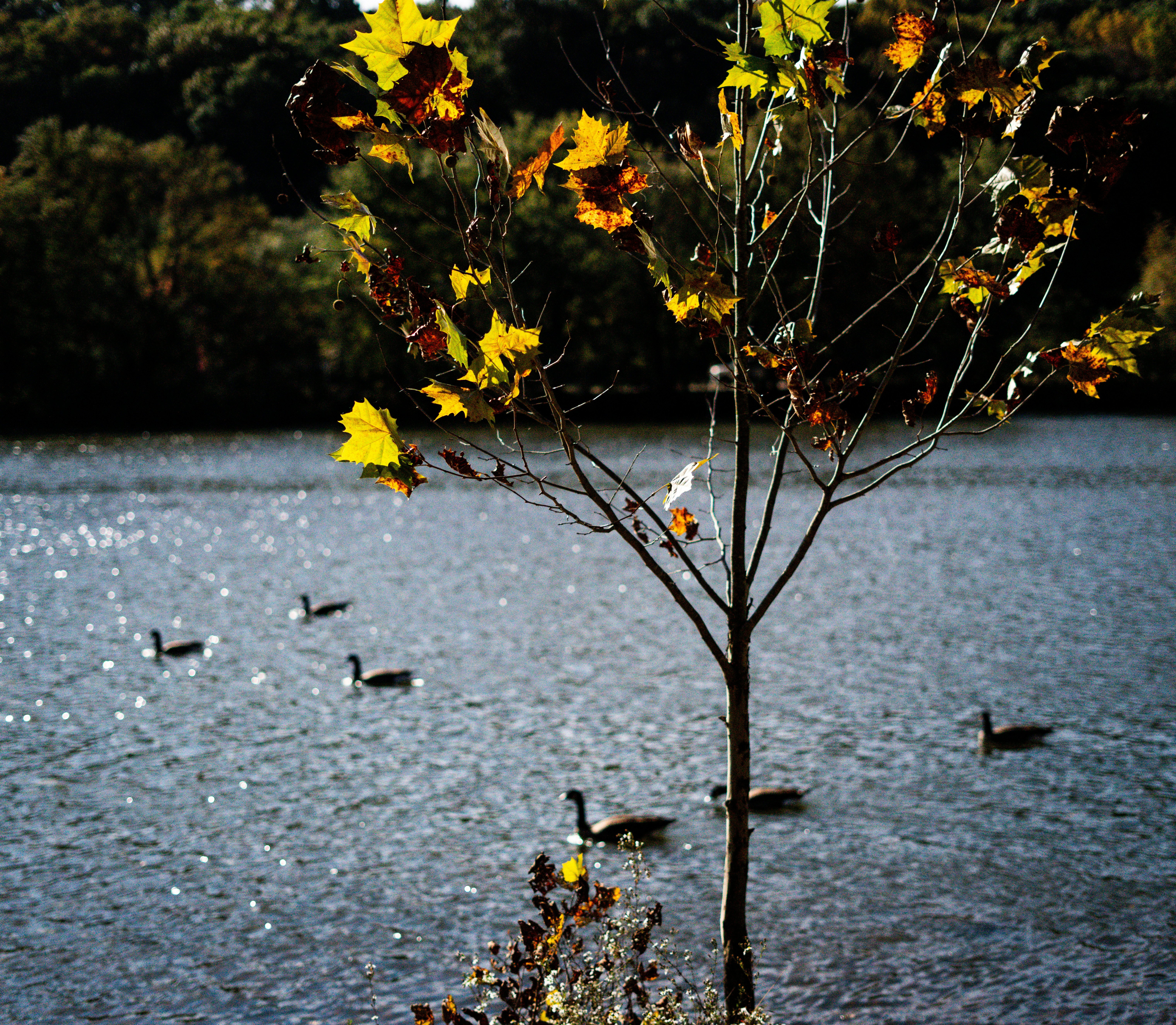Autumn Singers by the Lake: A Leaf-Laced Tree Trims the Quiet Waters